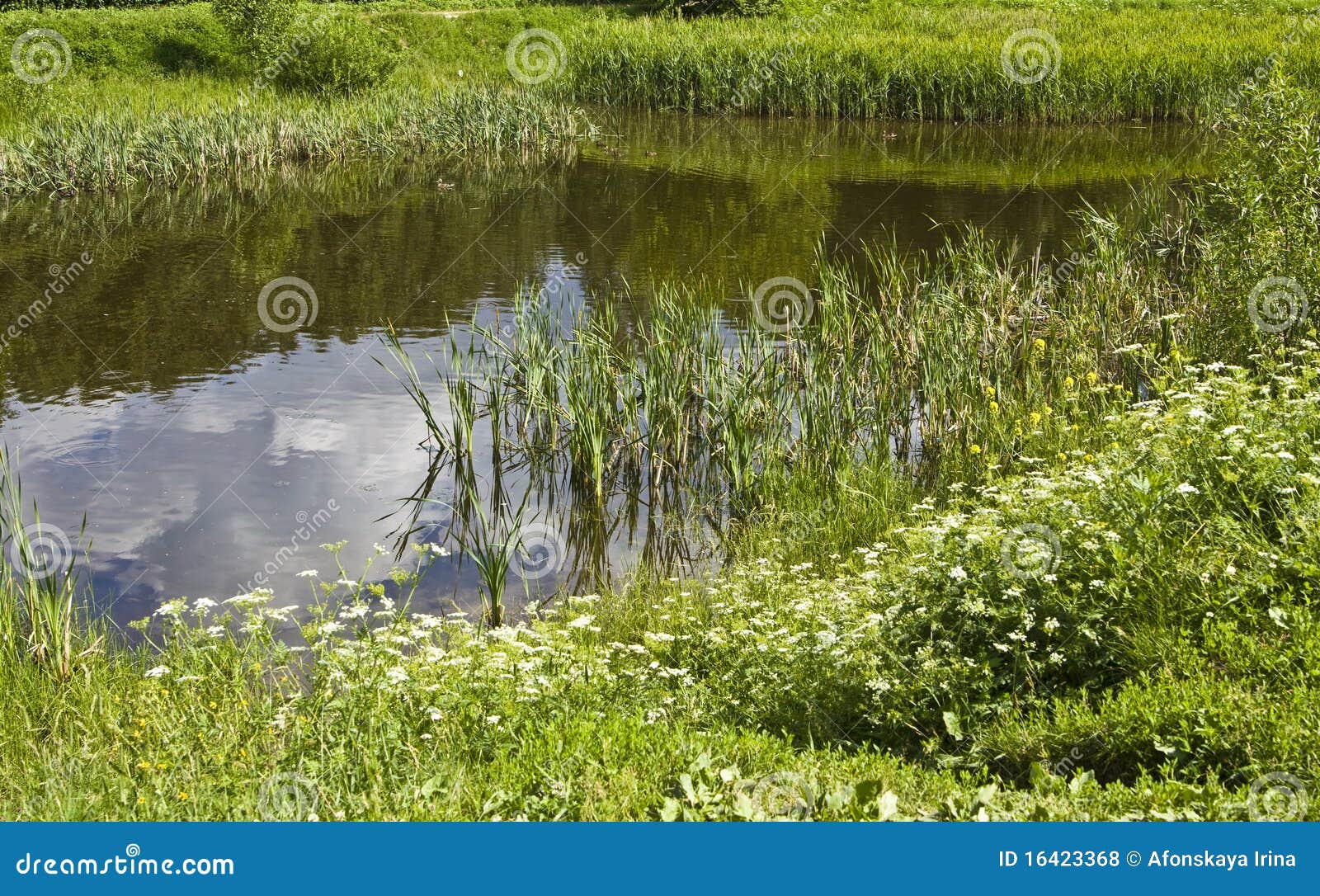Pond in summer stock photo. Image of wild, pond, plant - 16423368
