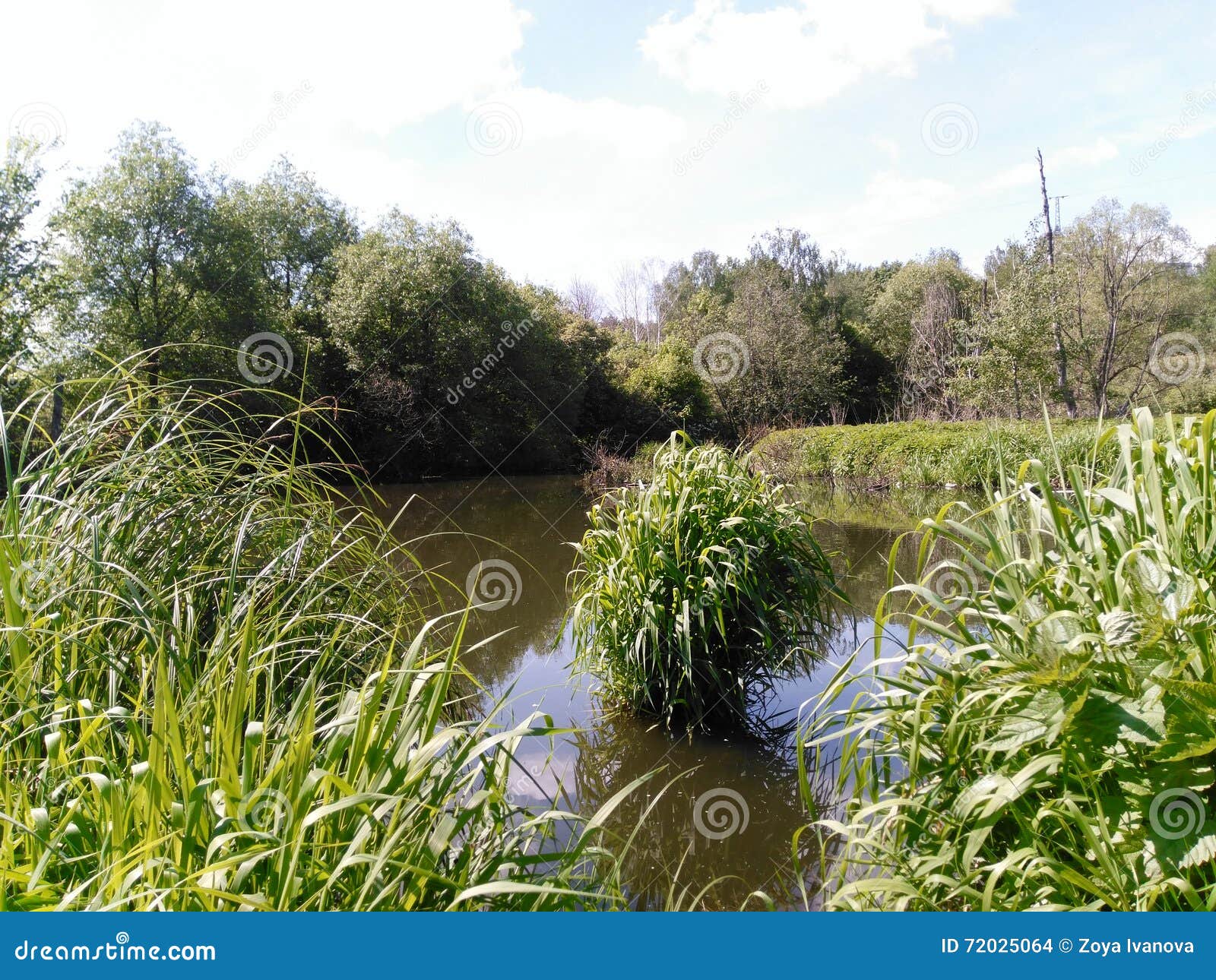 Pond in summer stock photo. Image of pond, nature, harmony - 72025064