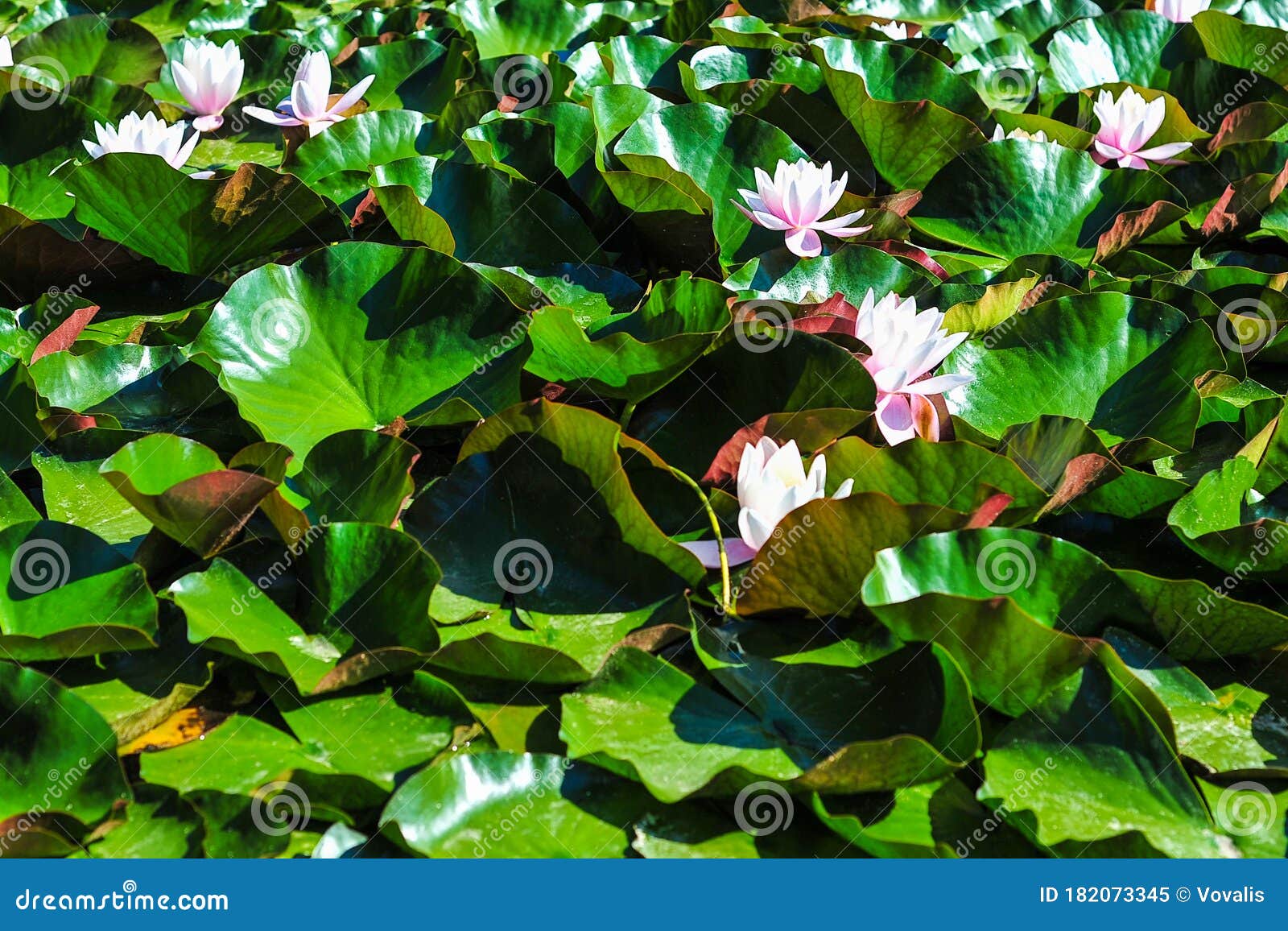 Pond Summer Scenery with Beautiful Water Lilies Stock Image - Image of ...