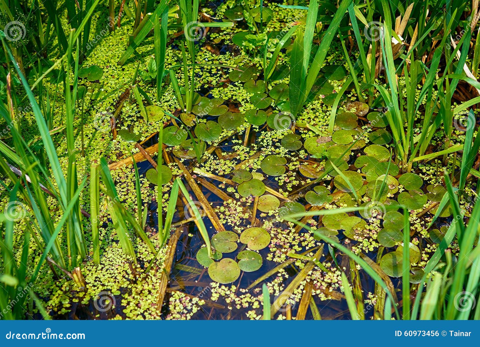 Pond Surface with Duckweed and Grass Stock Photo - Image of aquatic ...
