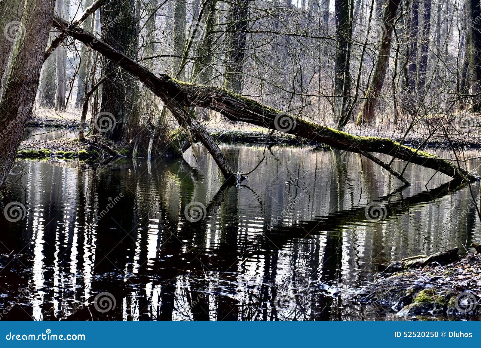 Pond stock photo. Image of bayou, river, bank, forest - 52520250