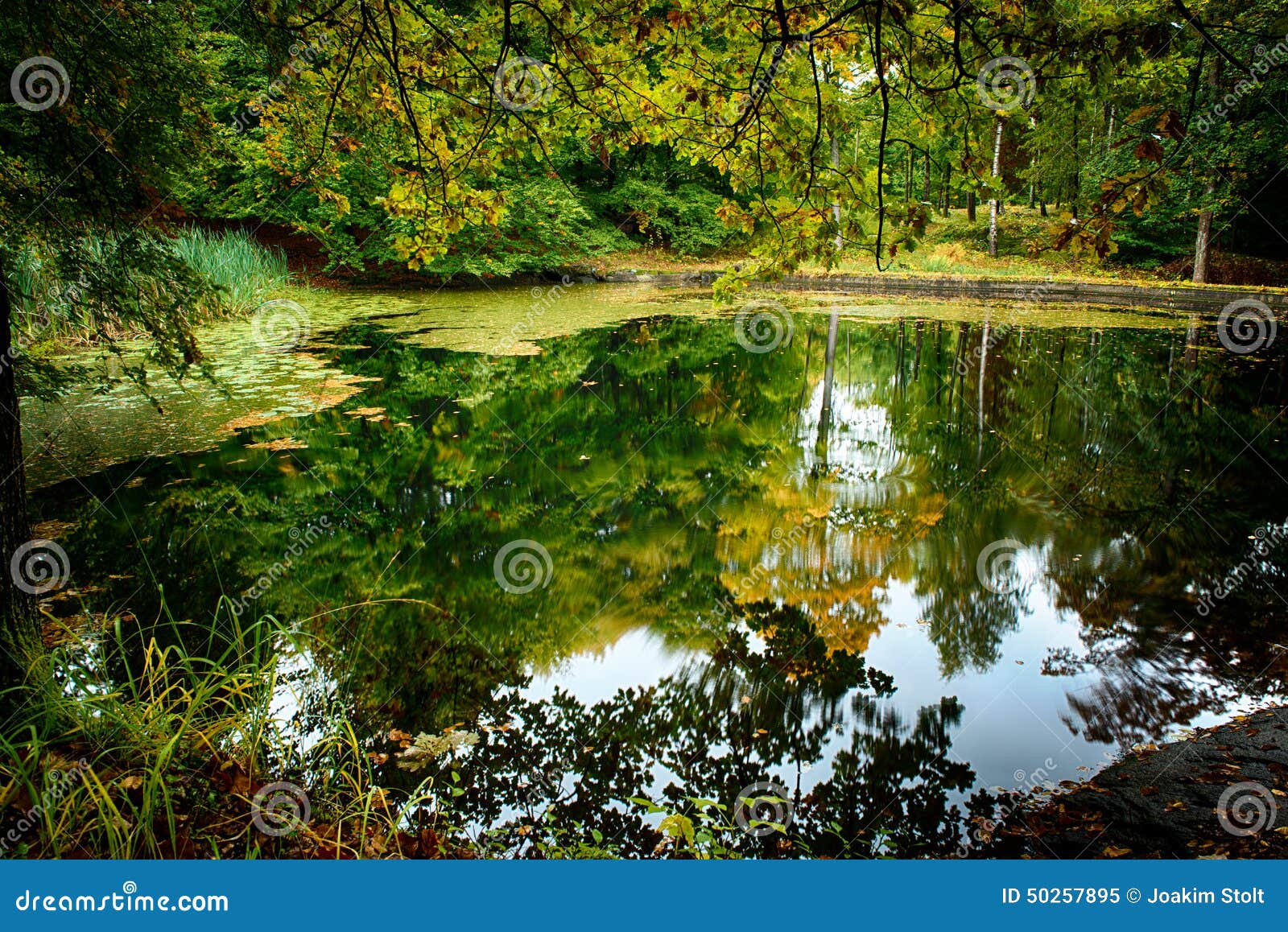 Pond stock image. Image of quiet, water, foliage, green - 50257895