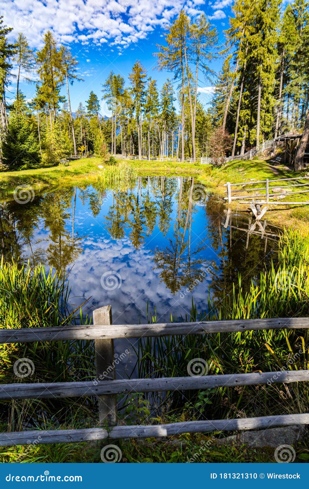 Pond Surrounded by Greenery with Trees Reflecting on the Water Under ...