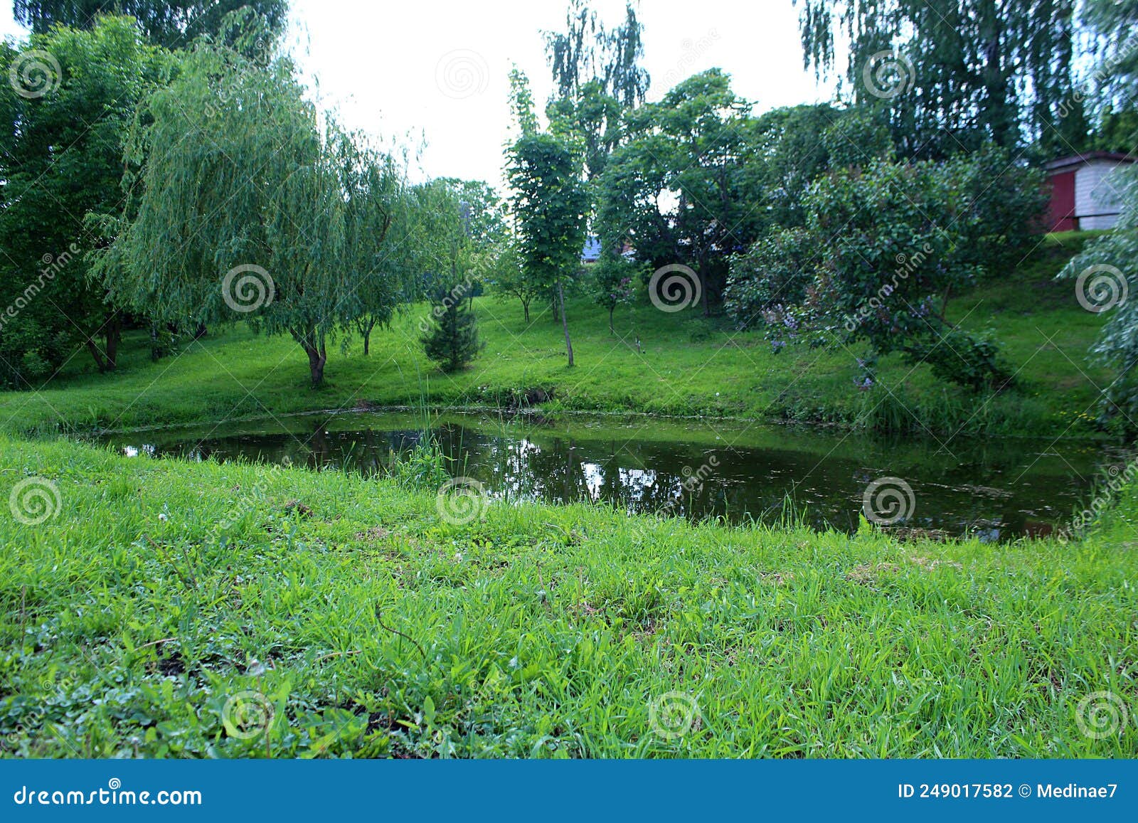 A Pond Surrounded by Bushes, Trees and Grass Stock Photo - Image of ...