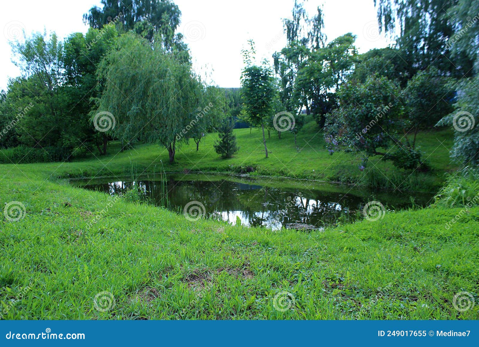 A Pond Surrounded by Bushes, Trees and Grass Stock Image - Image of ...