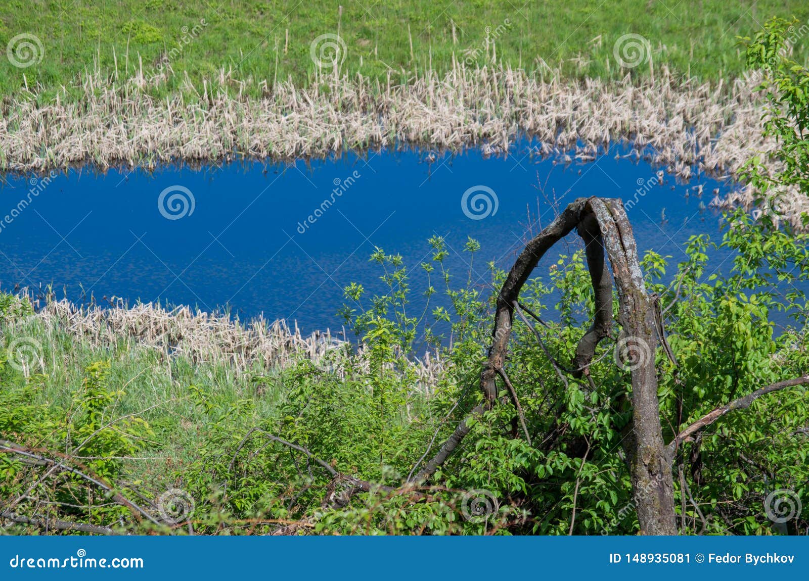 Pond, Swamp and Thickets Around it Stock Image - Image of bright, scene ...