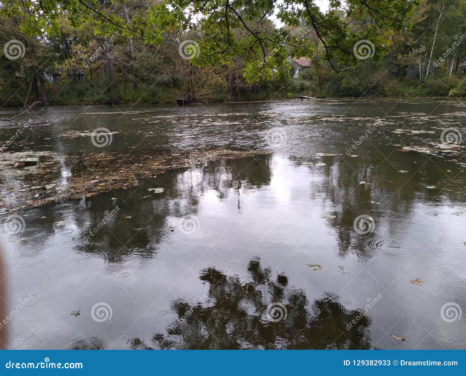 Pond Swamp Water Trees Rain Stock Image - Image of rainy, swamp: 129382933