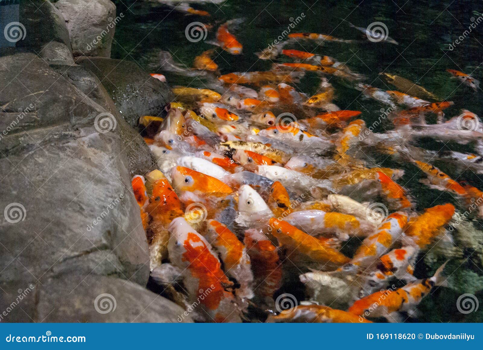 Pond Teeming with Fish Carp Stock Photo - Image of fish, swim: 169118620