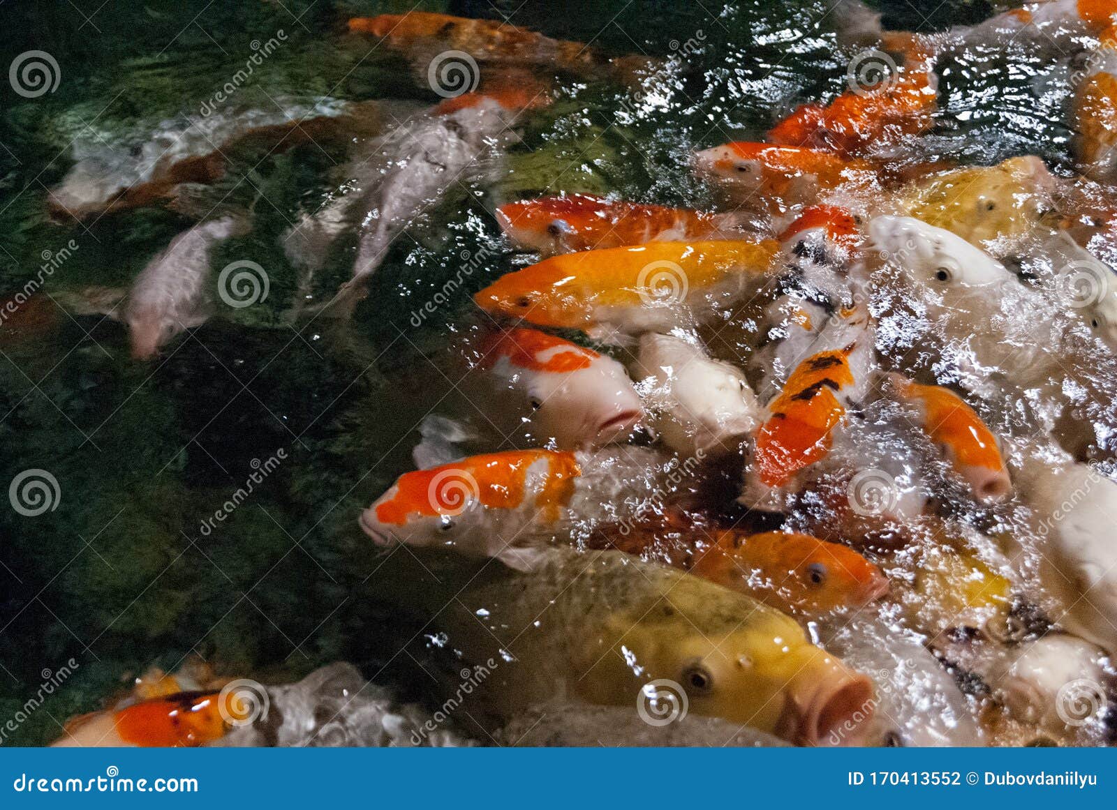 Pond Teeming with Fish Carp, Feeding Stock Photo - Image of kori ...
