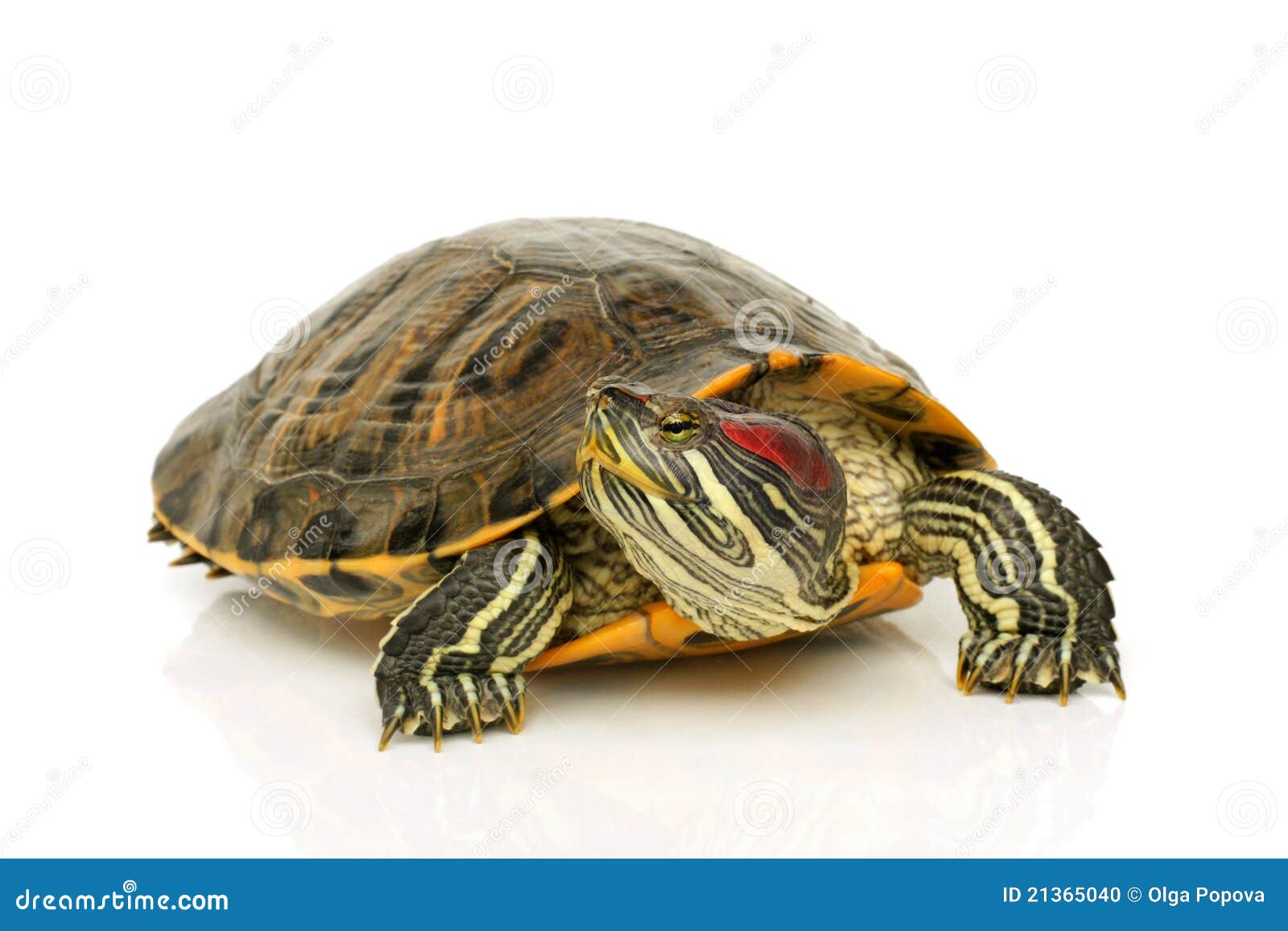 Pond terrapin stock photo. Image of shell, armor, profile - 21365040