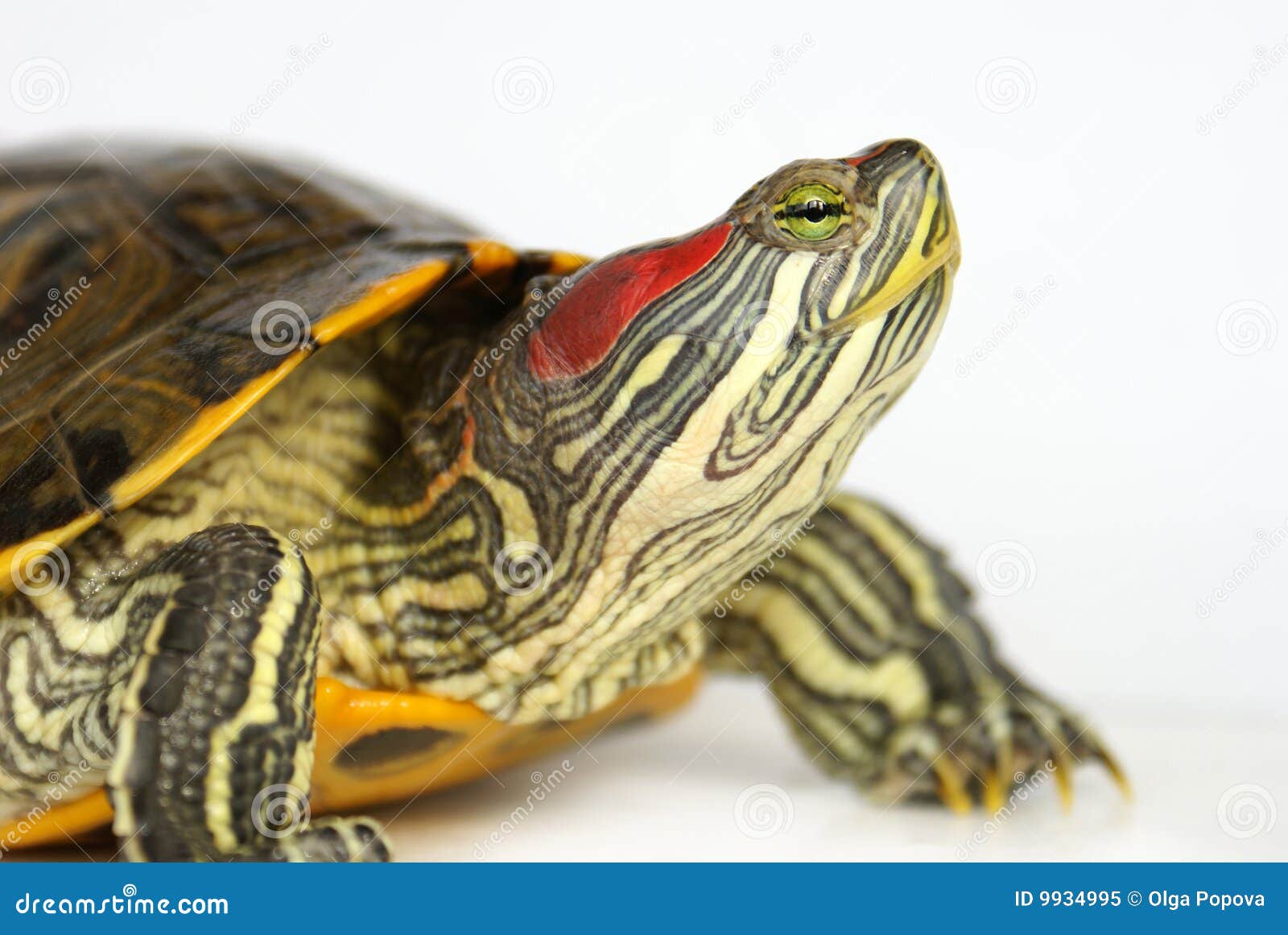 Pond terrapin. stock image. Image of fauna, wildlife, nature - 9934995