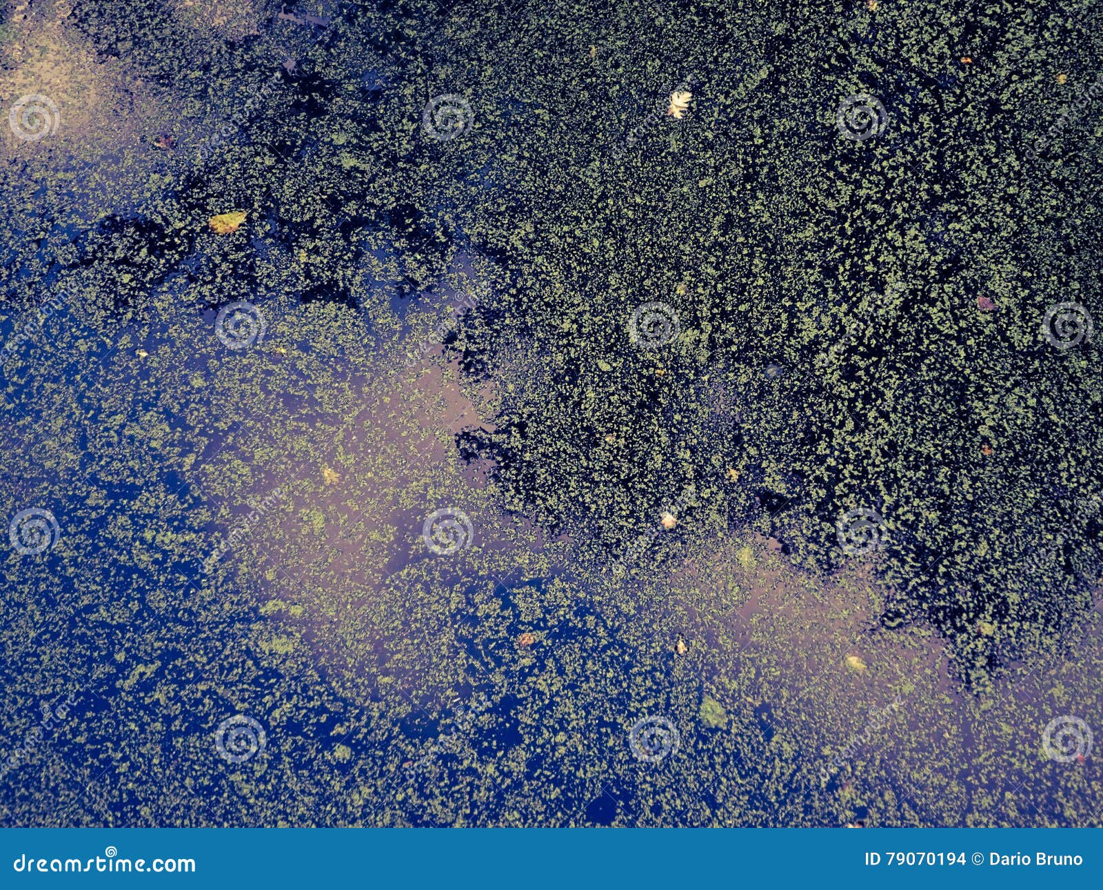 Pond Texture stock photo. Image of water, globe, algae - 79070194