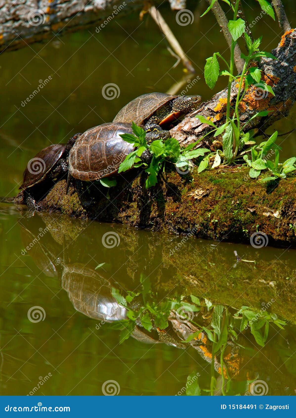 Pond tortoises stock image. Image of pond, life, reflection - 15184491