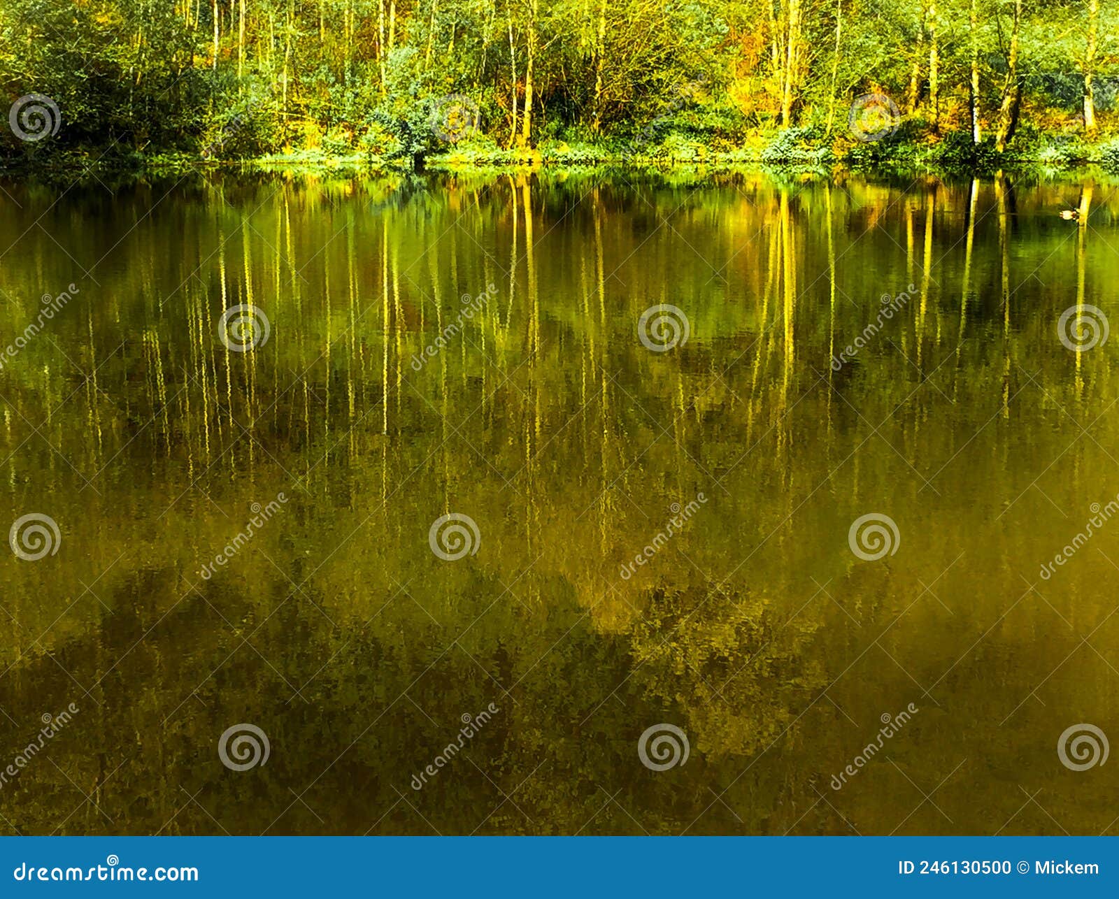 Pond Tree Reflection on Pond with Algae Stock Photo - Image of lake ...