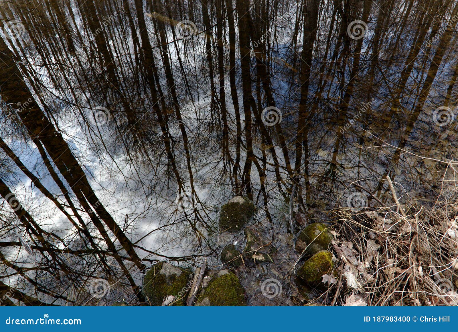 Pond Tree Reflection stock photo. Image of mirror, nature - 187983400