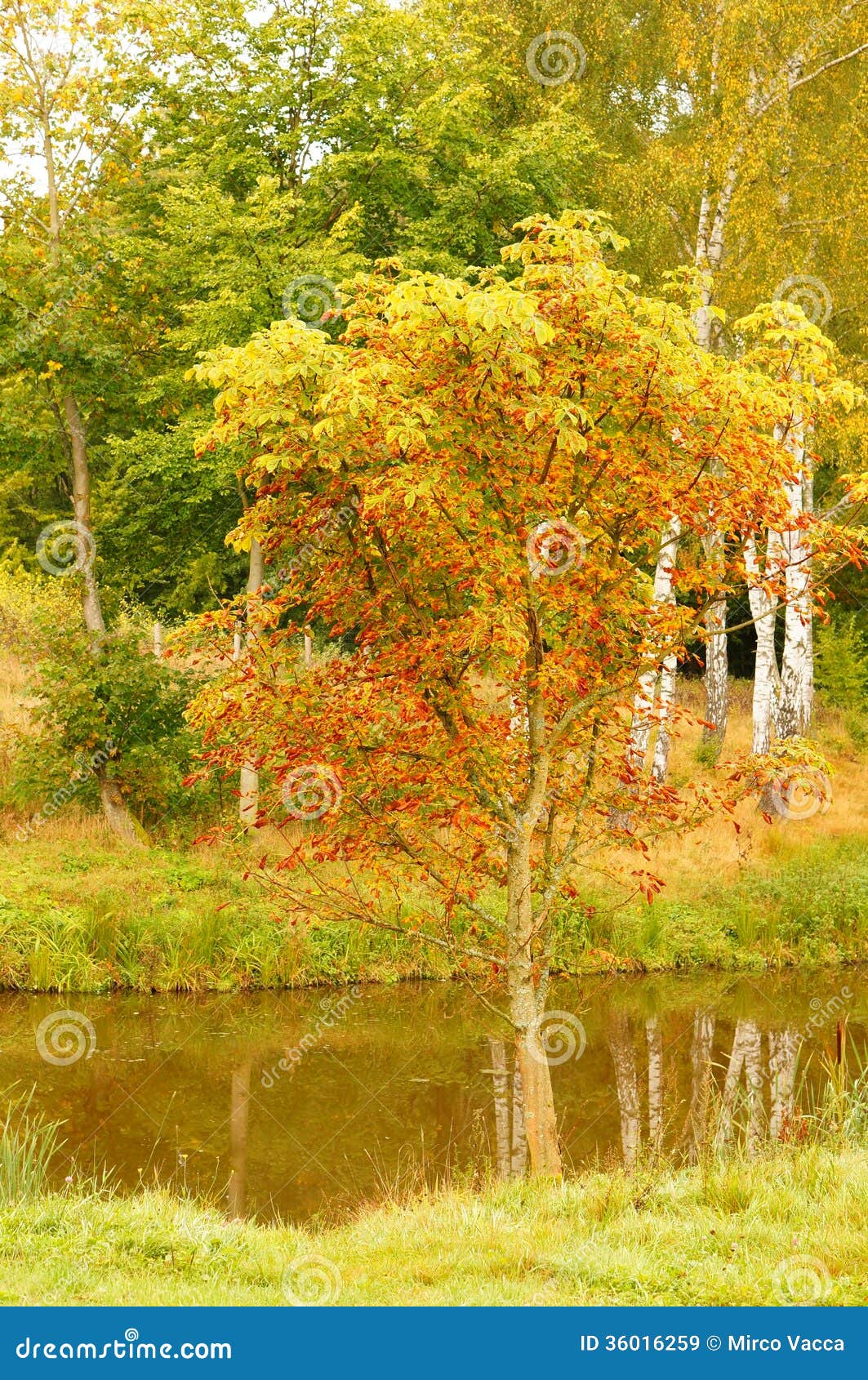 Pond and trees stock image. Image of trees, grass, pond - 36016259