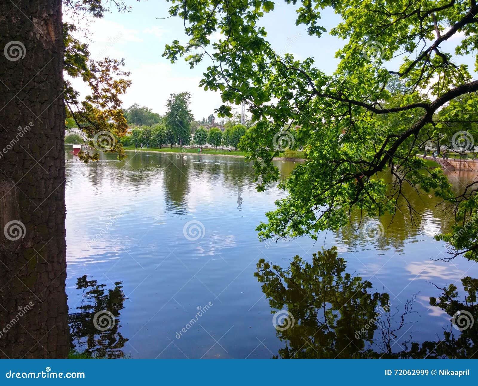 Pond through the trees stock image. Image of leaf, trees - 72062999