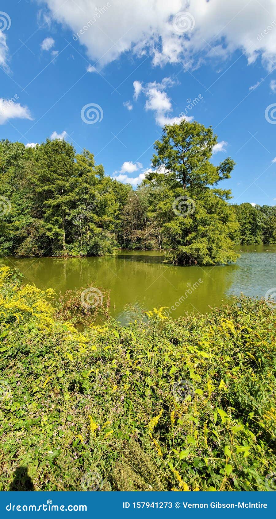 Pond and trees stock image. Image of water, pond, trees - 157941273