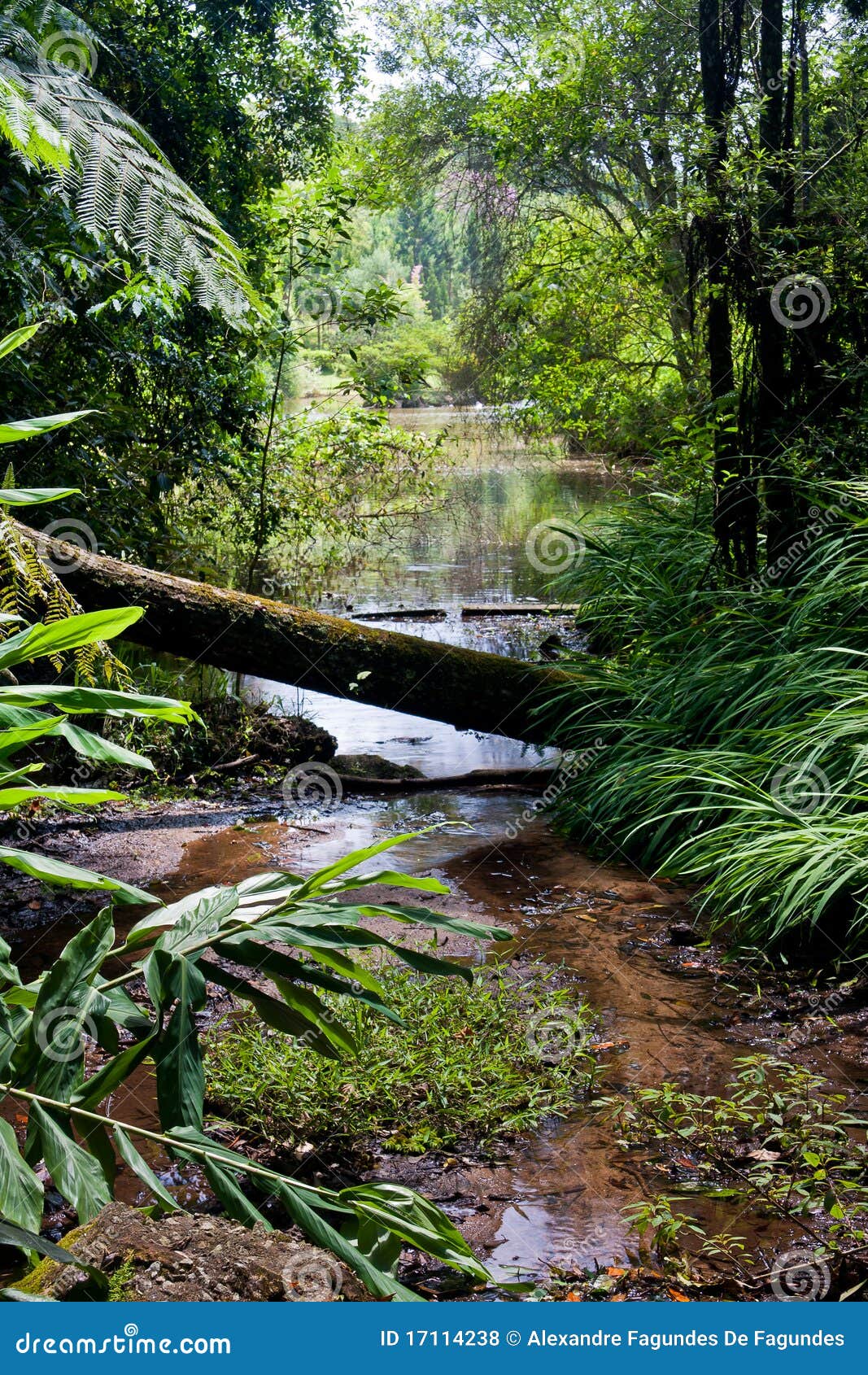 Pond in the Tropical Forest Stock Photo - Image of water, trees: 17114238