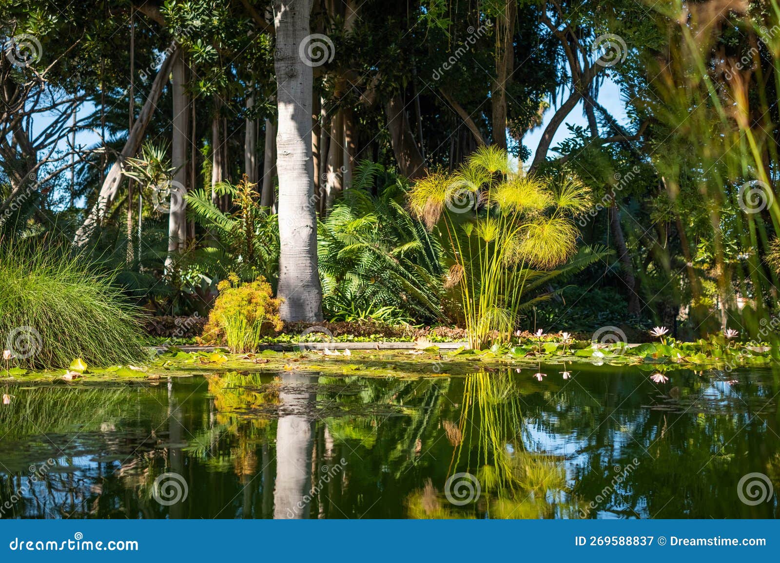 Pond in Tropical Forest, Tropic Nature Stock Image - Image of pond ...