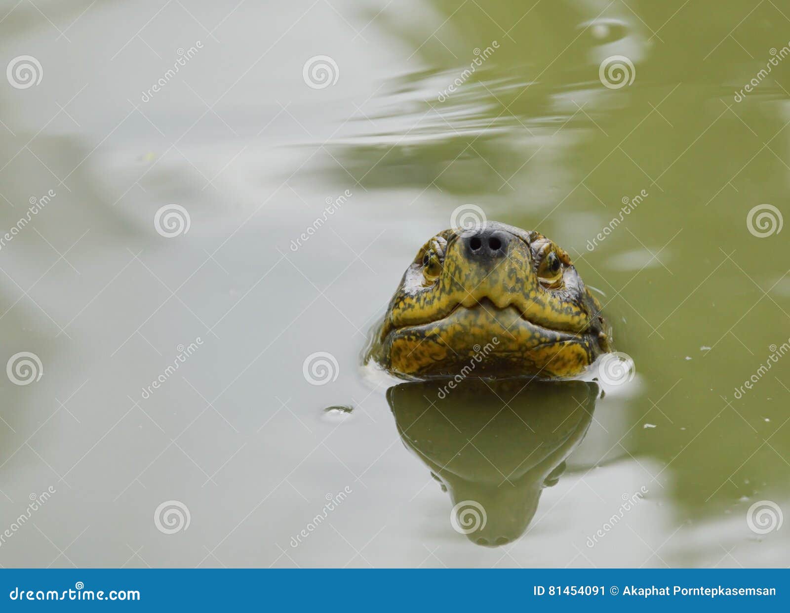 Pond Turtle Head Up Over Water Surface Stock Image - Image of pond ...