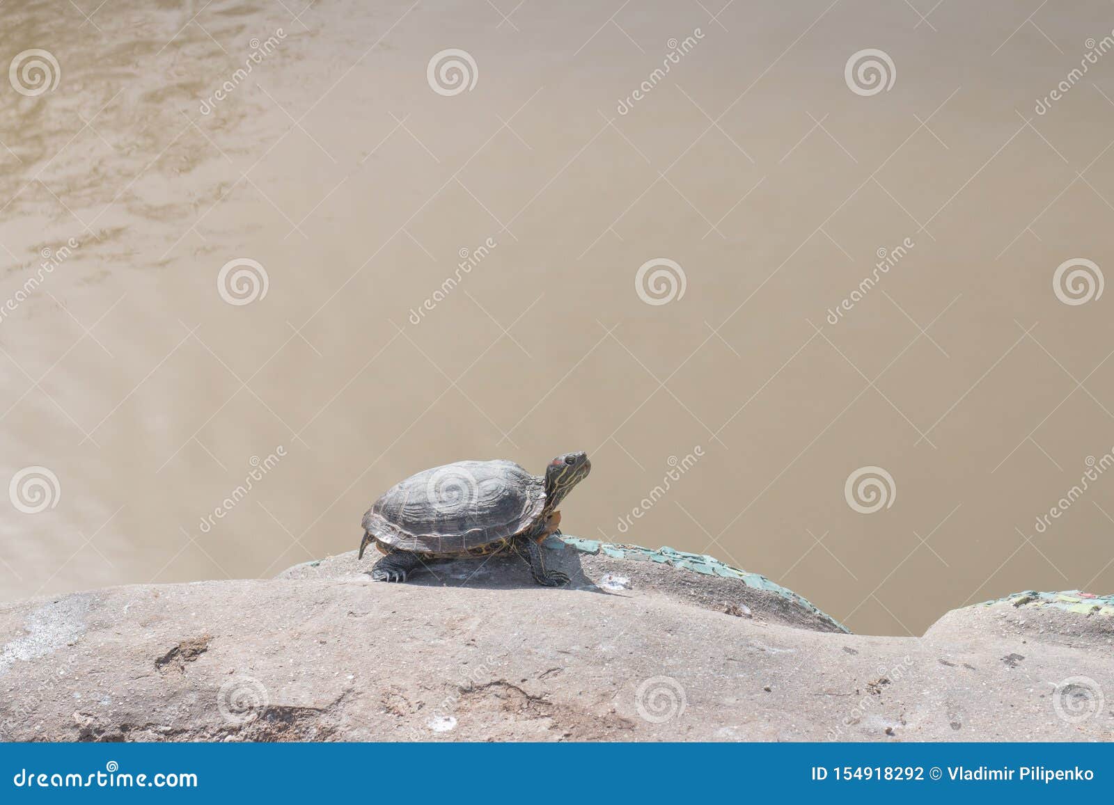 Pond Turtle in Its Natural Habitat, Basking on a Rock Stock Photo ...