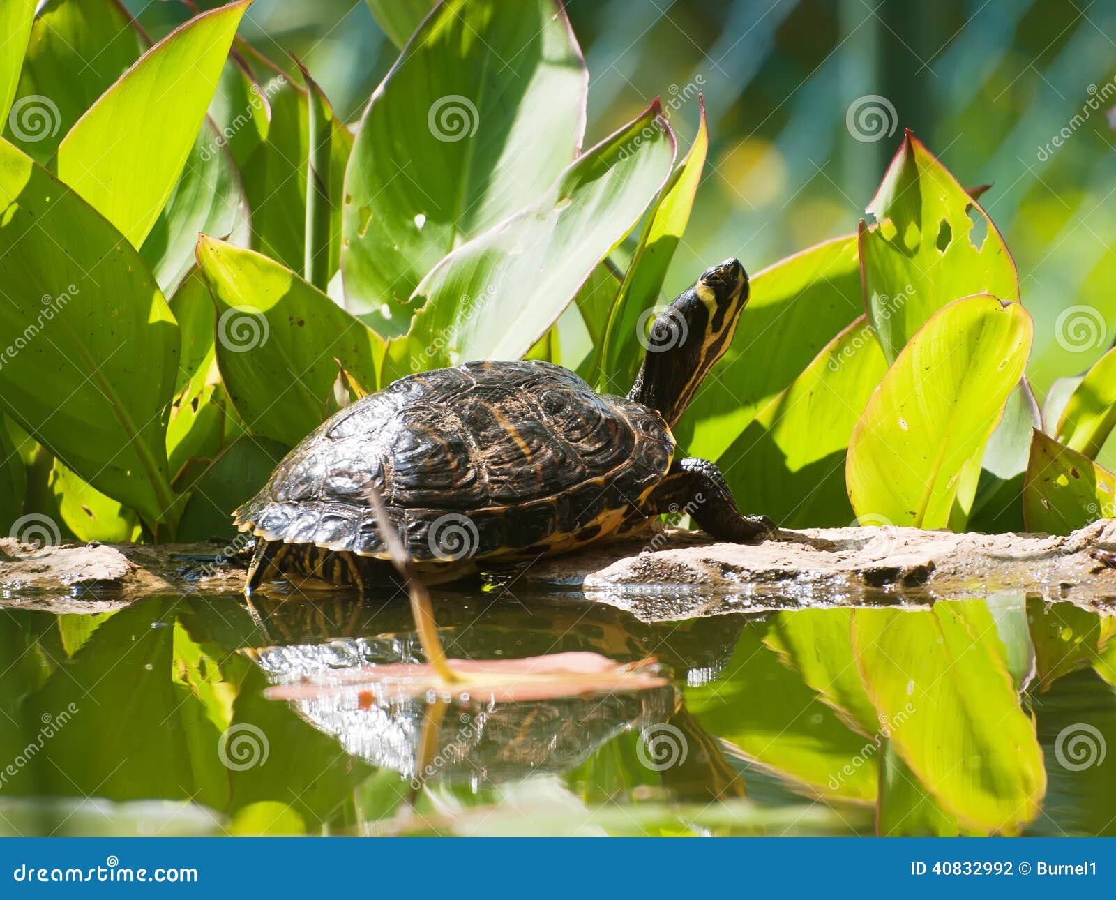 Pond turtle stock photo. Image of life, moving, green - 40832992