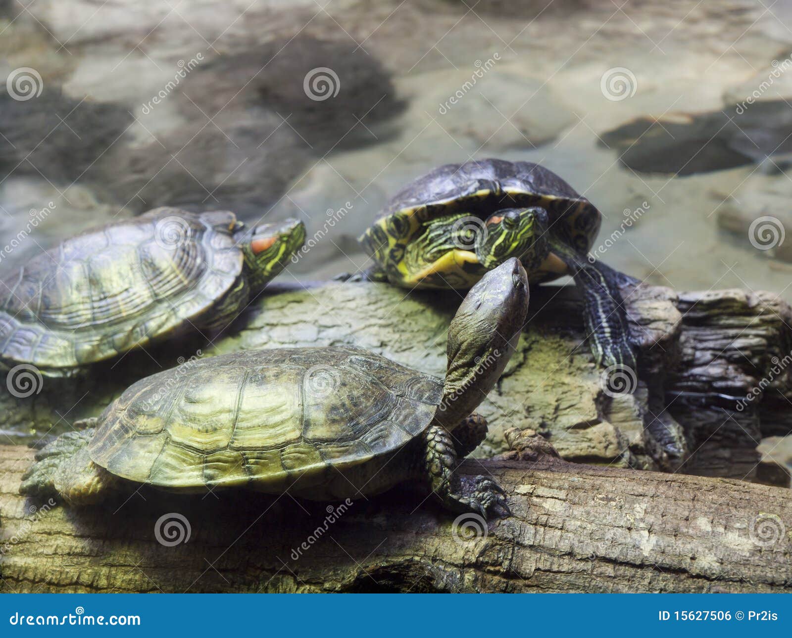 Pond turtles stock photo. Image of summer, pond, marine - 15627506