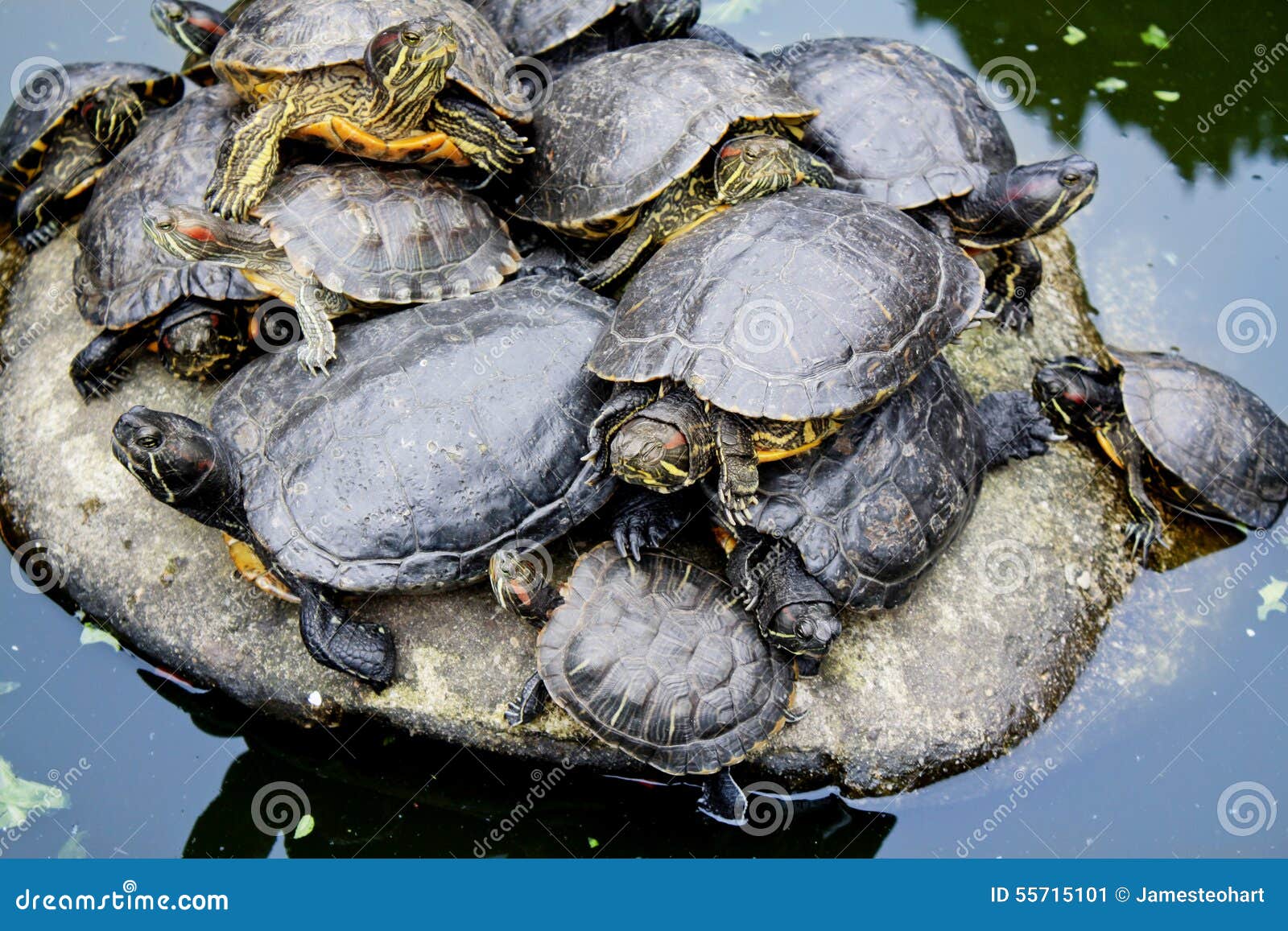Pond turtles stock image. Image of reptile, armor, hard - 55715101