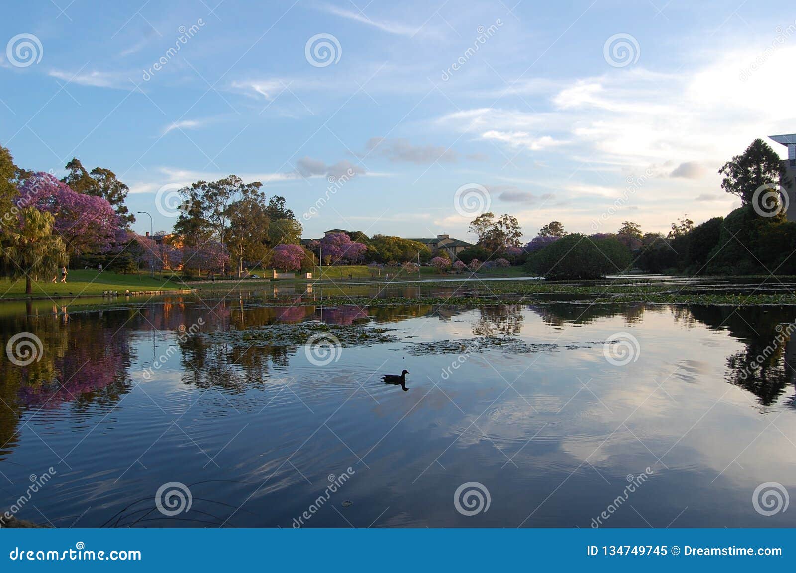 Pond in University of Queensland Stock Image - Image of charm, field ...