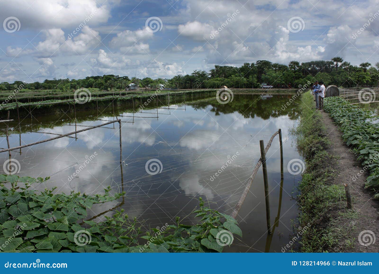 159 Bangladeshi Pond Stock Photos - Free & Royalty-Free Stock Photos ...