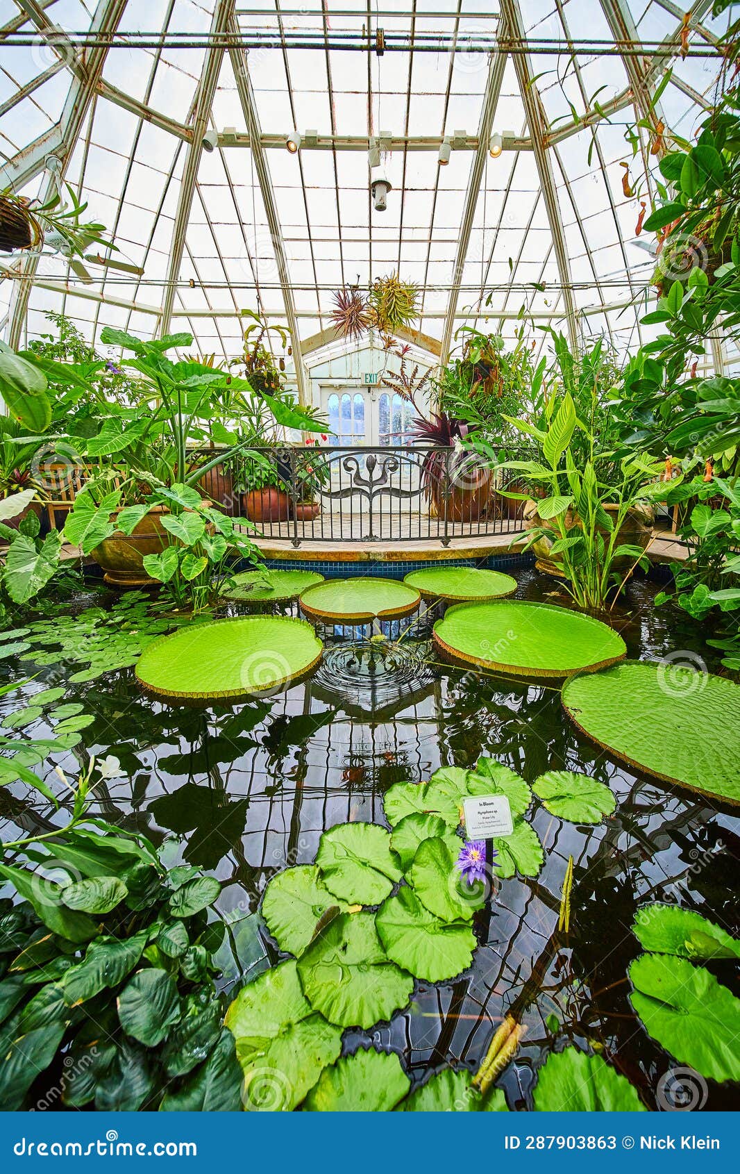 Pond View Inside Conservatory of Flowers Stock Image - Image of daytime ...