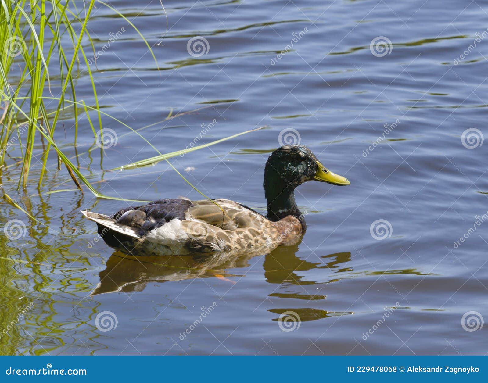 A Drake Swimming on the Water Surface of a Pond Stock Photo - Image of ...