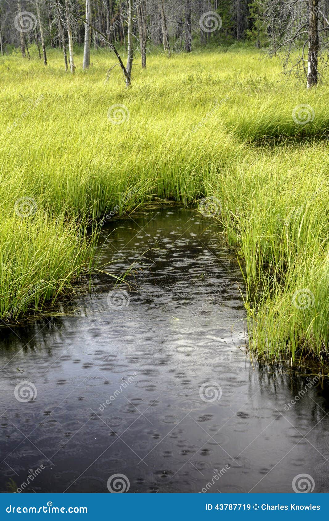 Pond of Water in the Forest with Rain Drops Stock Image - Image of fall ...