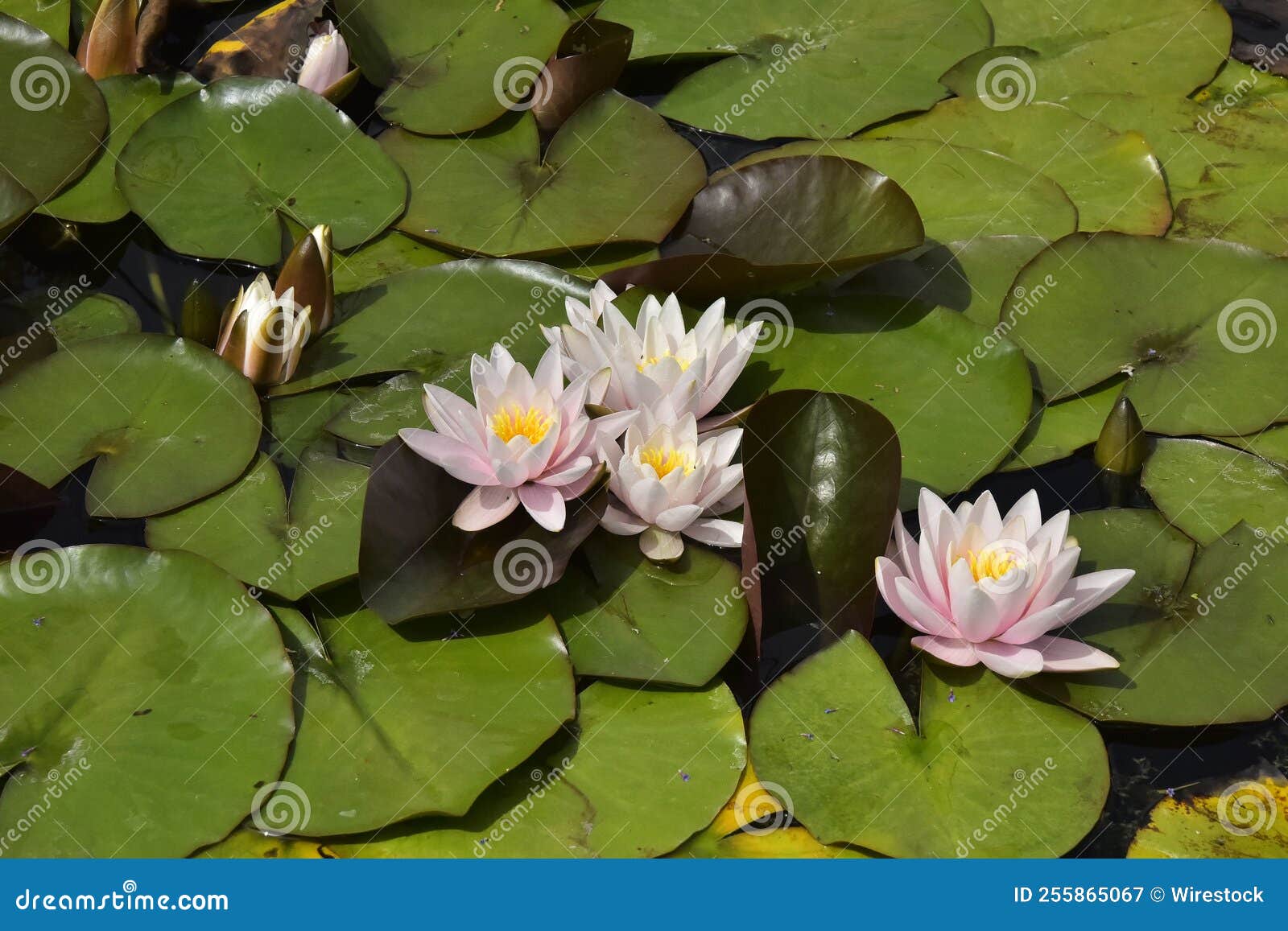Pond with Water Lilies and Lily Pads Stock Image - Image of floral ...