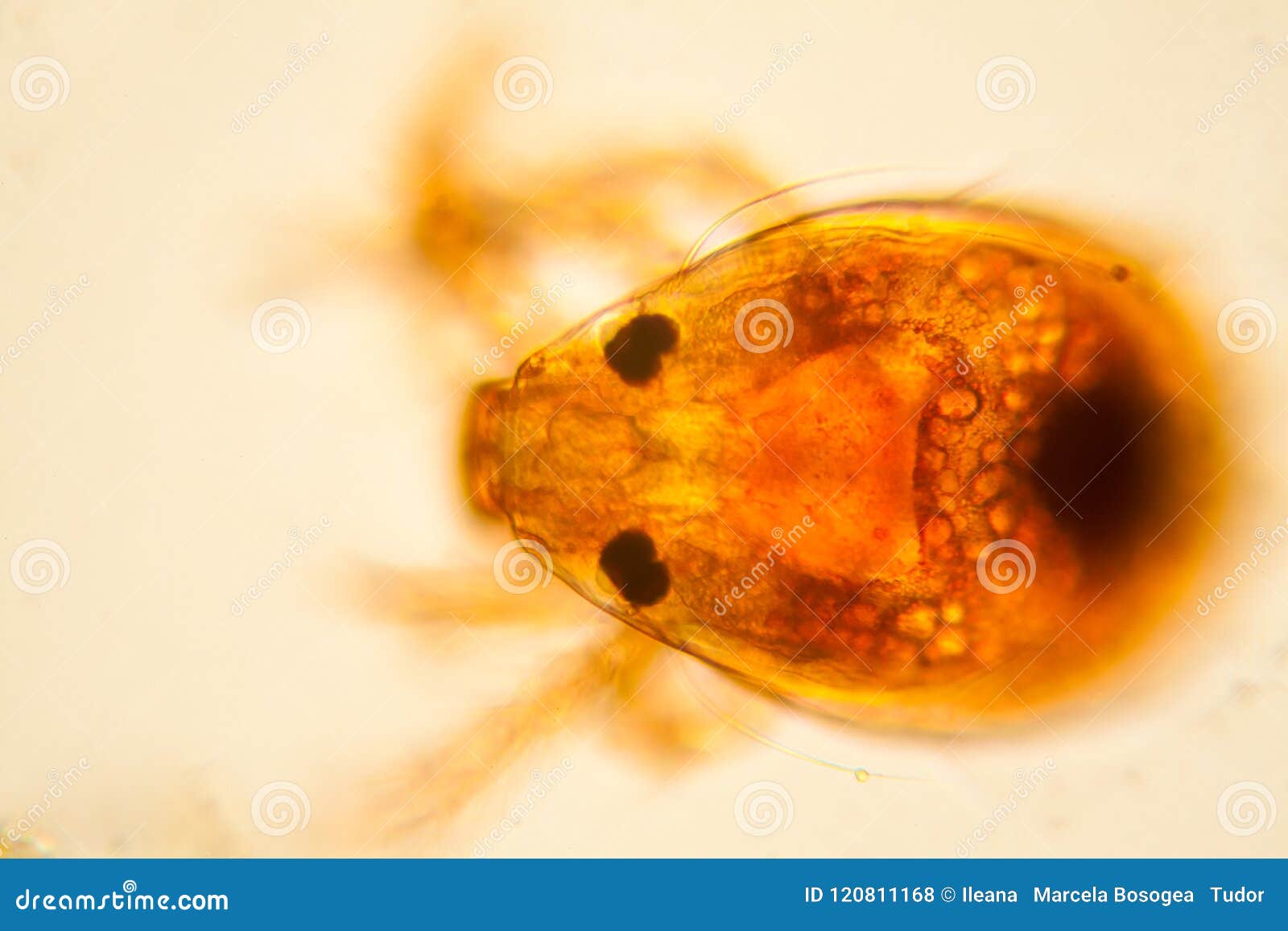 Pond Water Plankton and Algae at the Microscope. Pond Mite Stock Photo ...