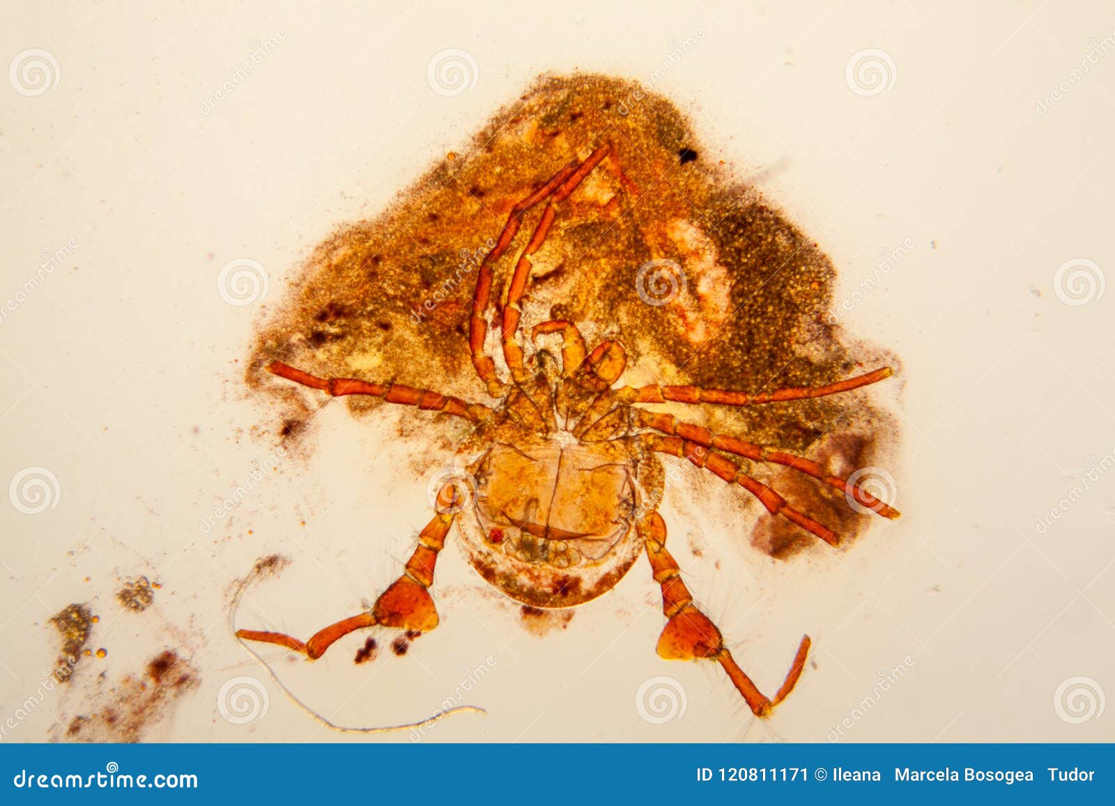 Pond Water Plankton and Algae at the Microscope. Pond Mite Stock Image ...