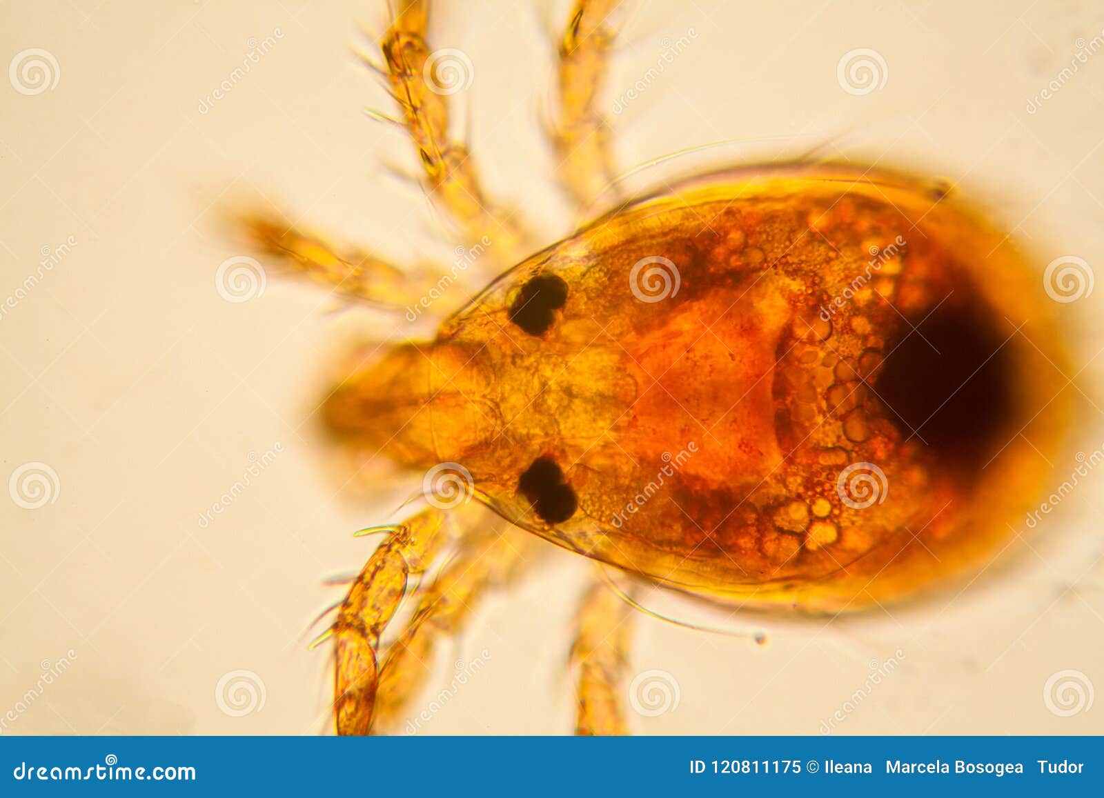 Pond Water Plankton and Algae at the Microscope. Pond Mite Stock Image ...