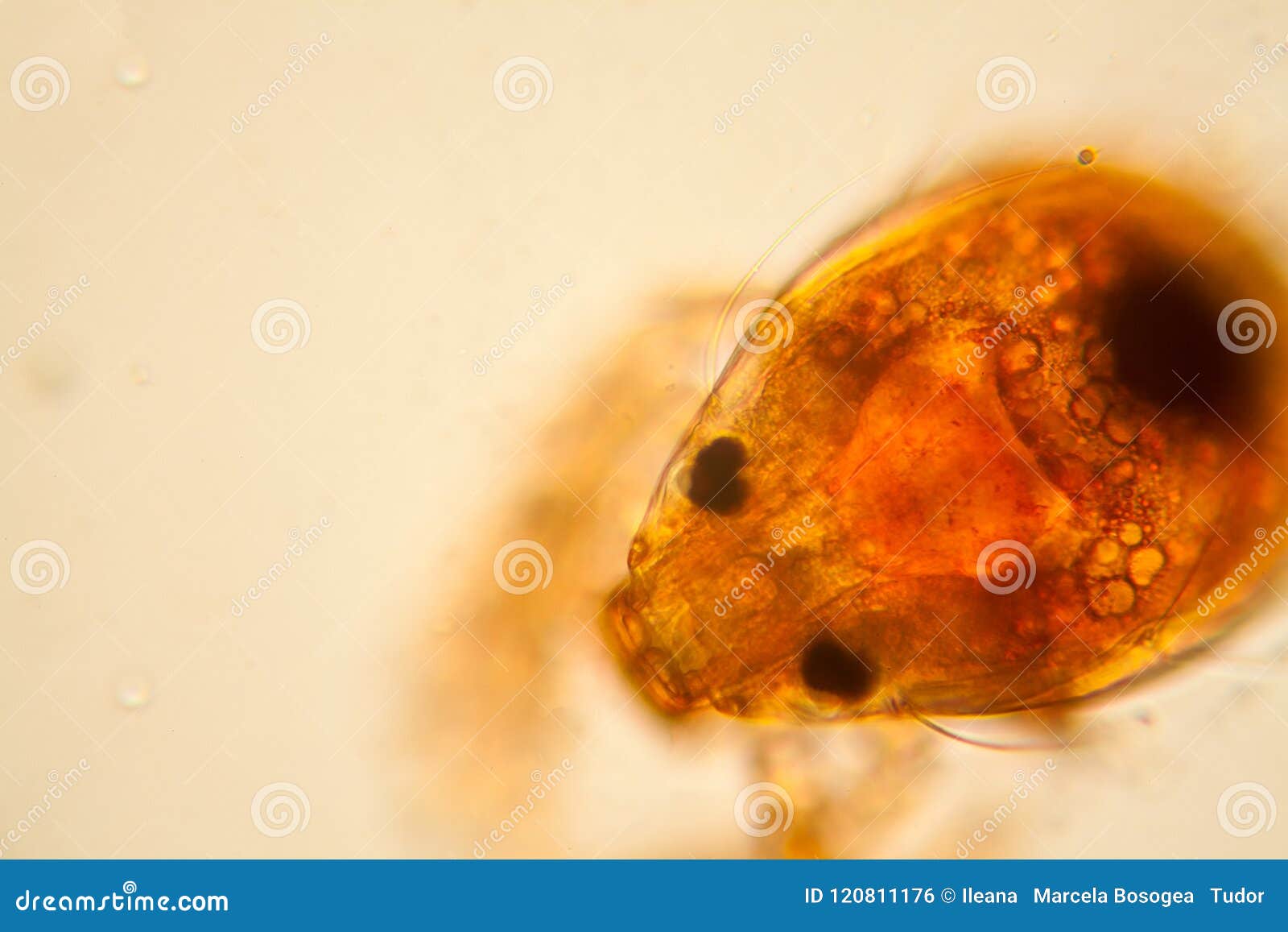Pond Water Plankton and Algae at the Microscope. Pond Mite Stock Photo ...