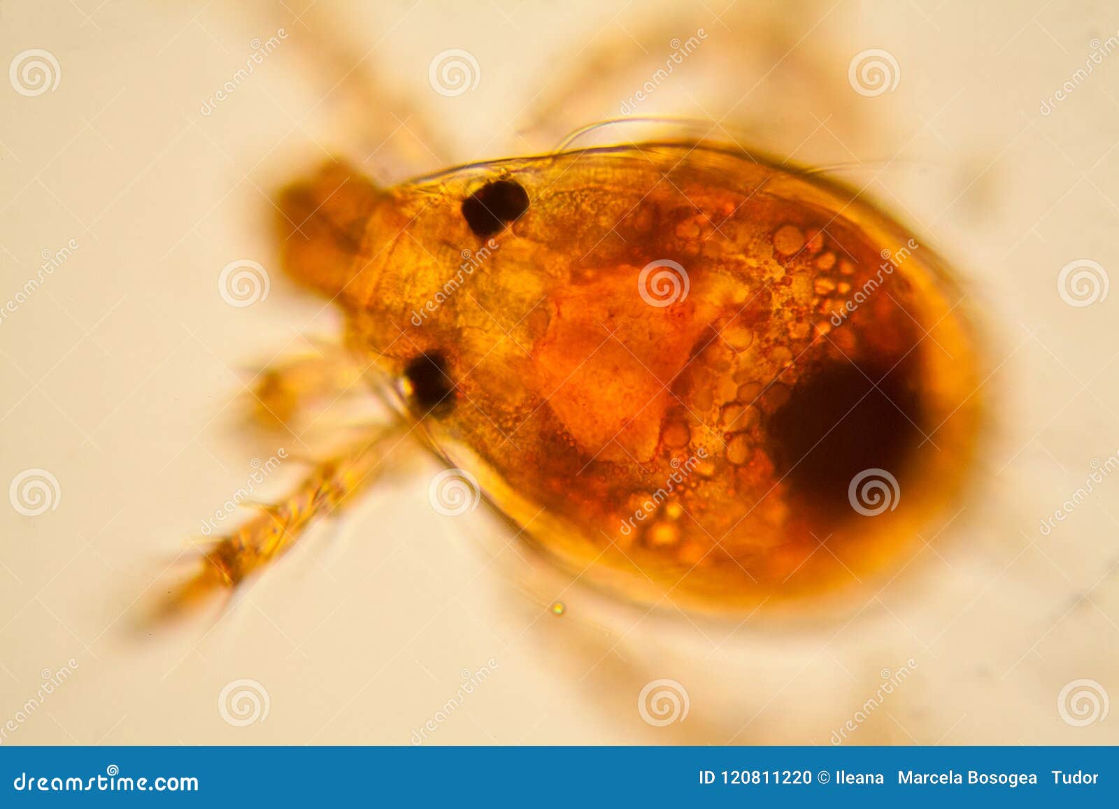 Pond Water Plankton and Algae at the Microscope. Pond Mite Stock Photo ...