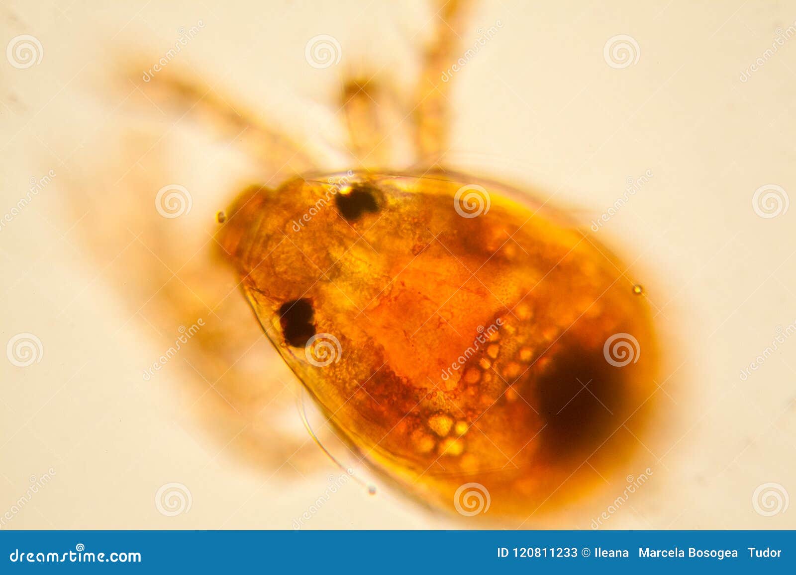 Pond Water Plankton and Algae at the Microscope. Pond Mite Stock Image ...