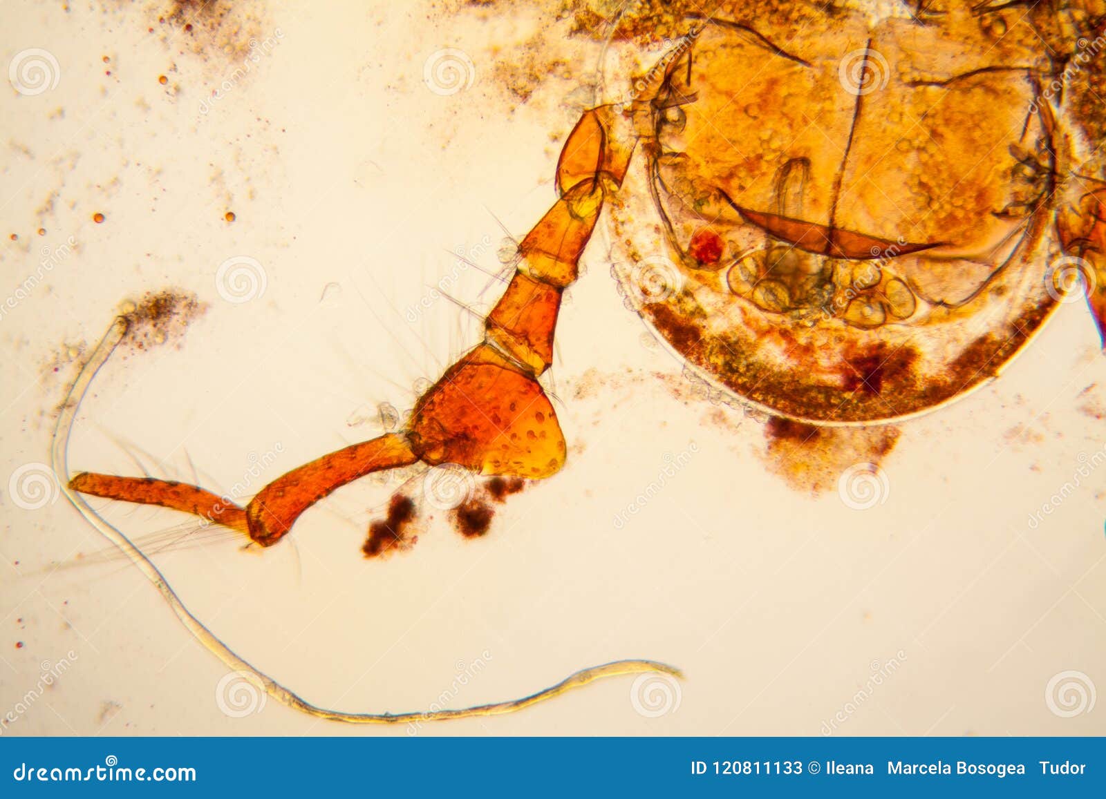 Pond Water Plankton and Algae at the Microscope. Pond Mite Stock Image ...