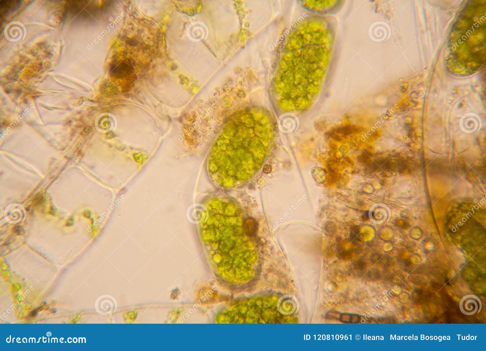 Pond Water Plankton and Algae at the Microscope. Spirogyra Stock Image ...