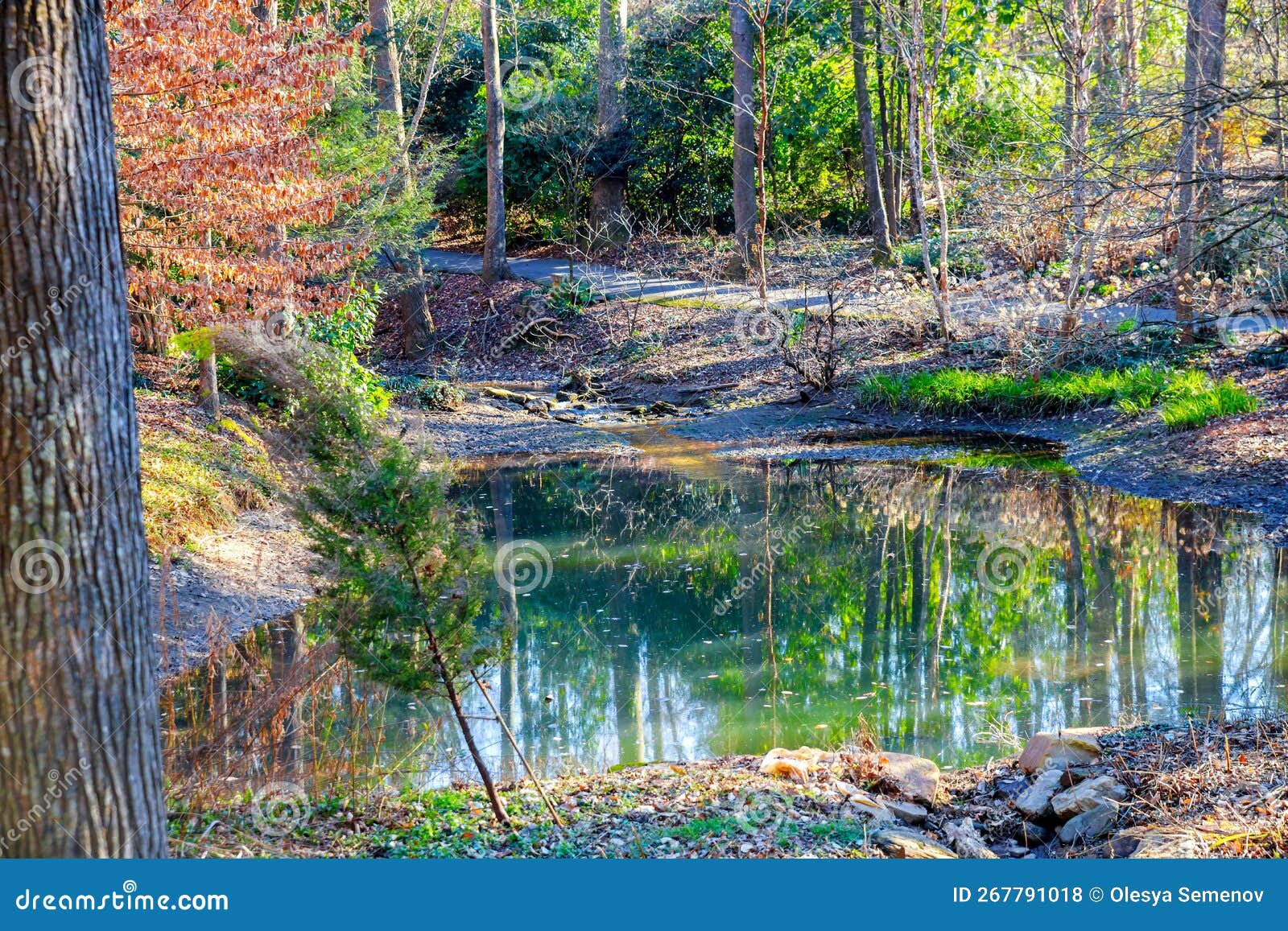 Pond Water Surface Reflects Forest of Green Trees. Stock Photo - Image ...