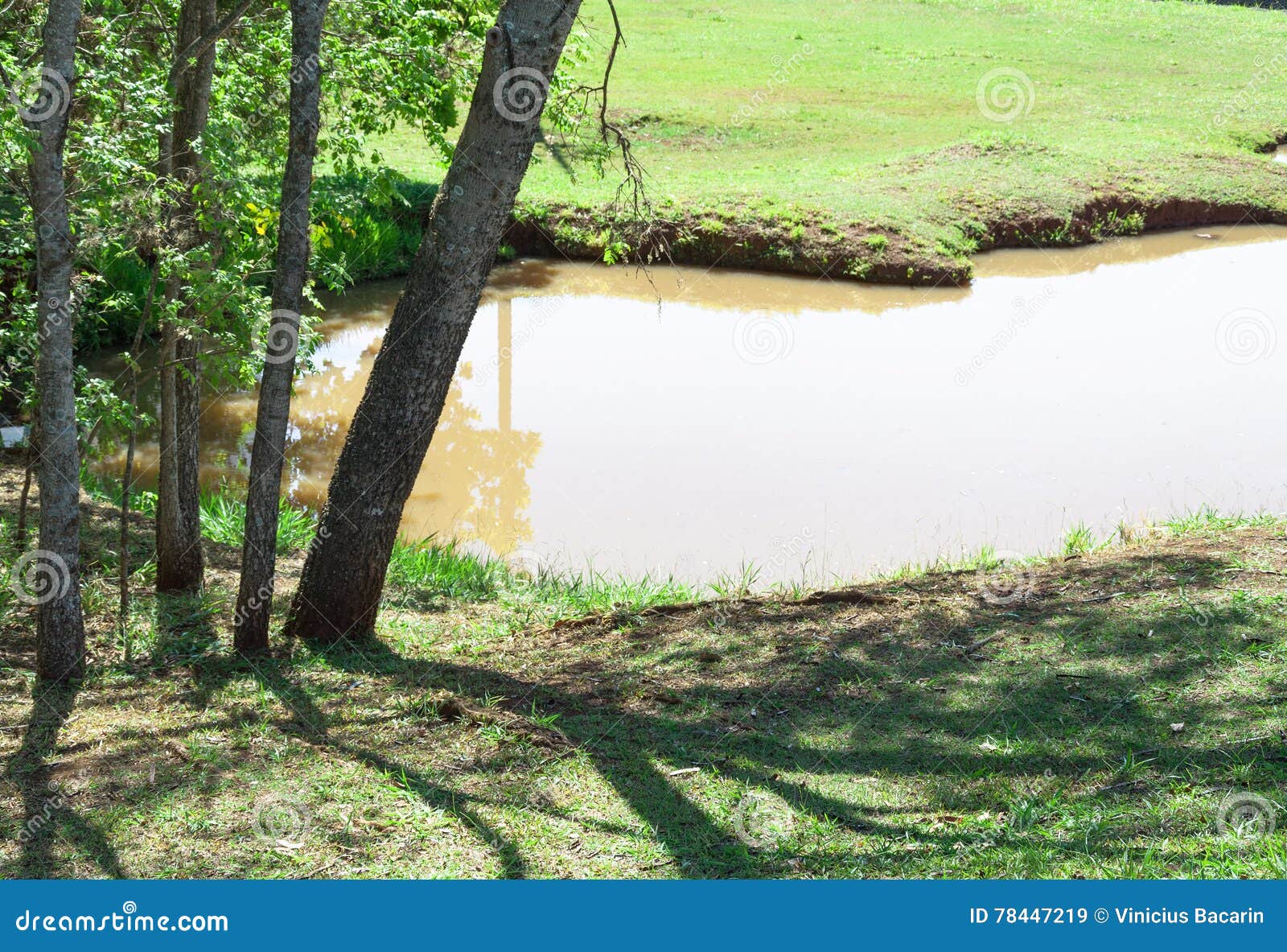 Pond Water with Trees and Green Grass. Stock Image - Image of tree ...