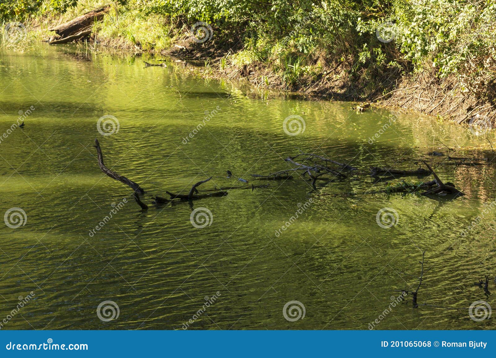 A Pond in Which There is a Fallen Tree Stock Photo - Image of outdoor ...