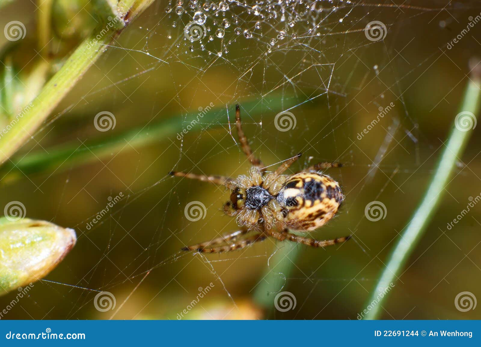 Pond wolf spider stock photo. Image of isolated, nature - 22691244