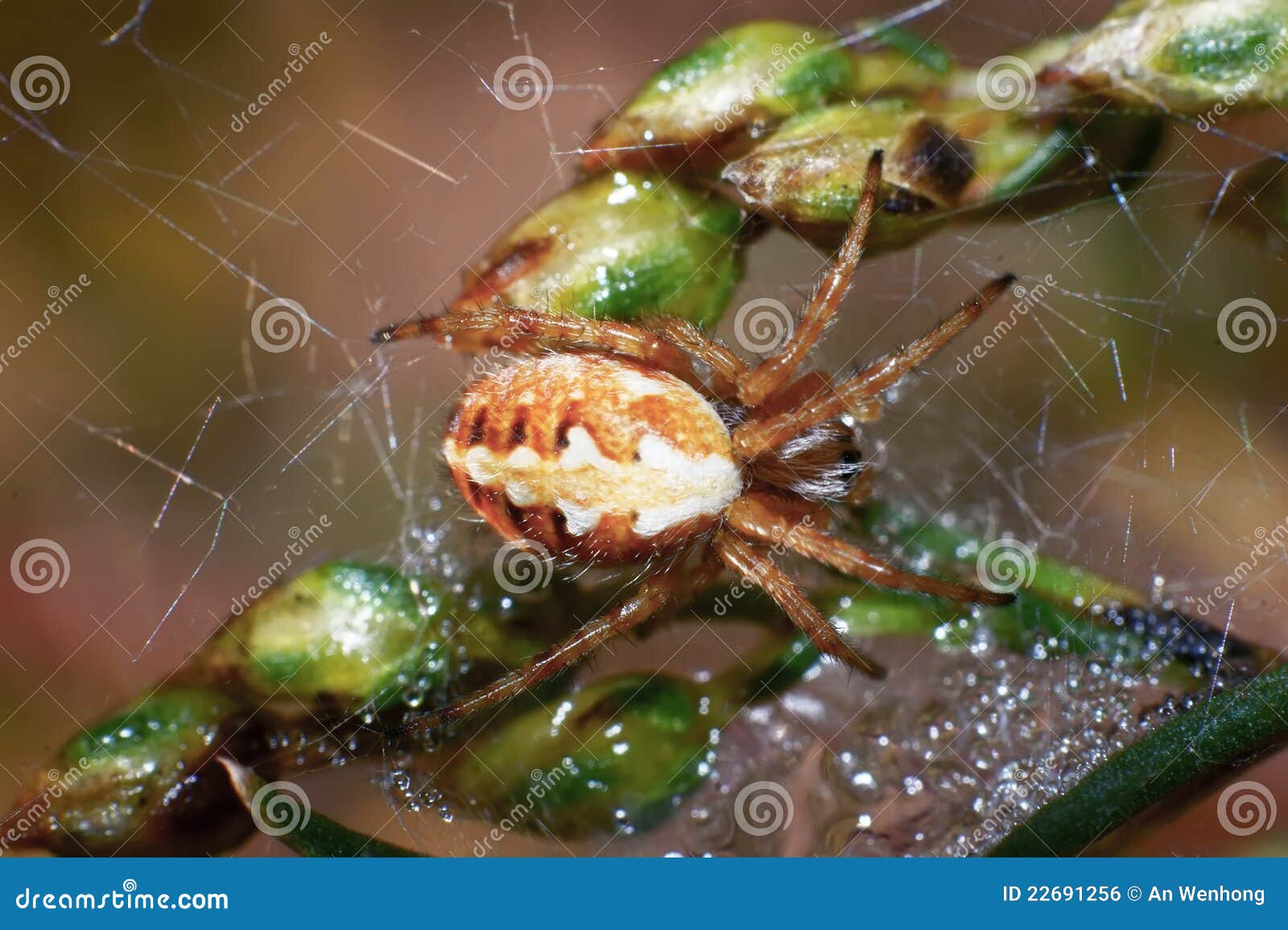 Pond wolf spider stock photo. Image of crystal, nature - 22691256