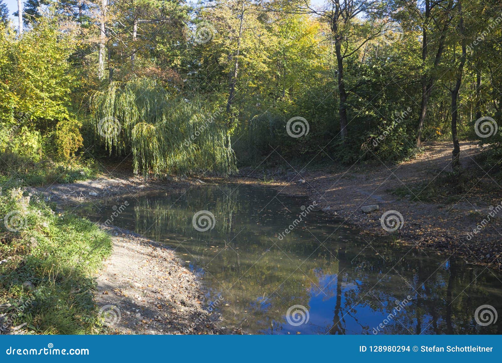 A Pond in the Wood beside a Path Stock Photo - Image of grass, midwest ...