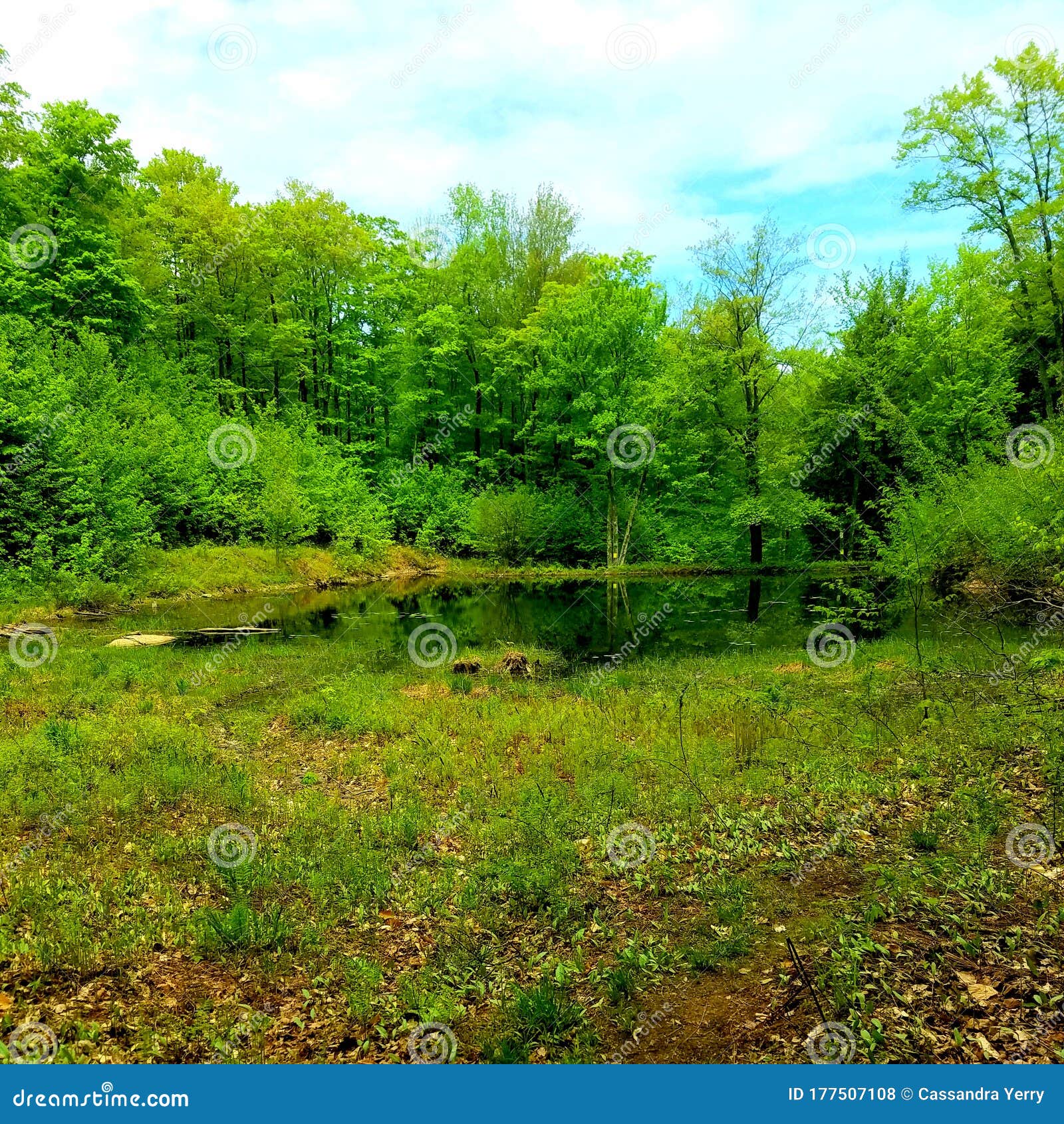 Beautiful Ponds In The Woods
